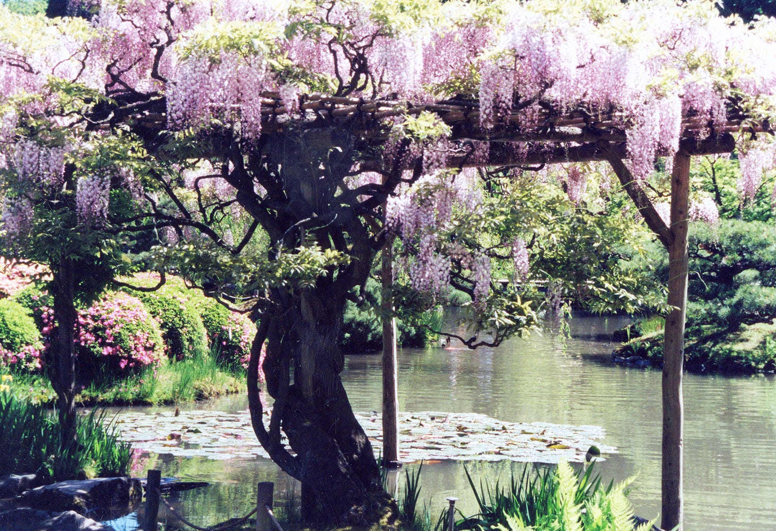 Believing In You Right Now - by Cheryl Dalsanders