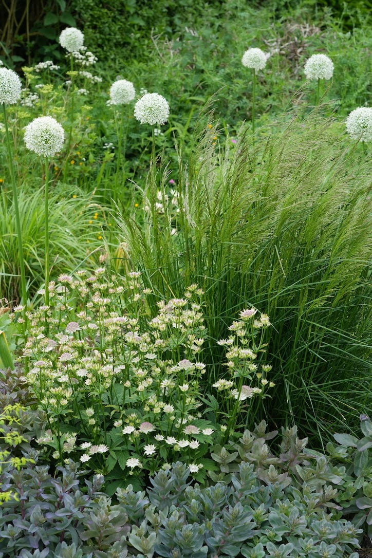 Deschampsia cespitosa | tufted hair grass