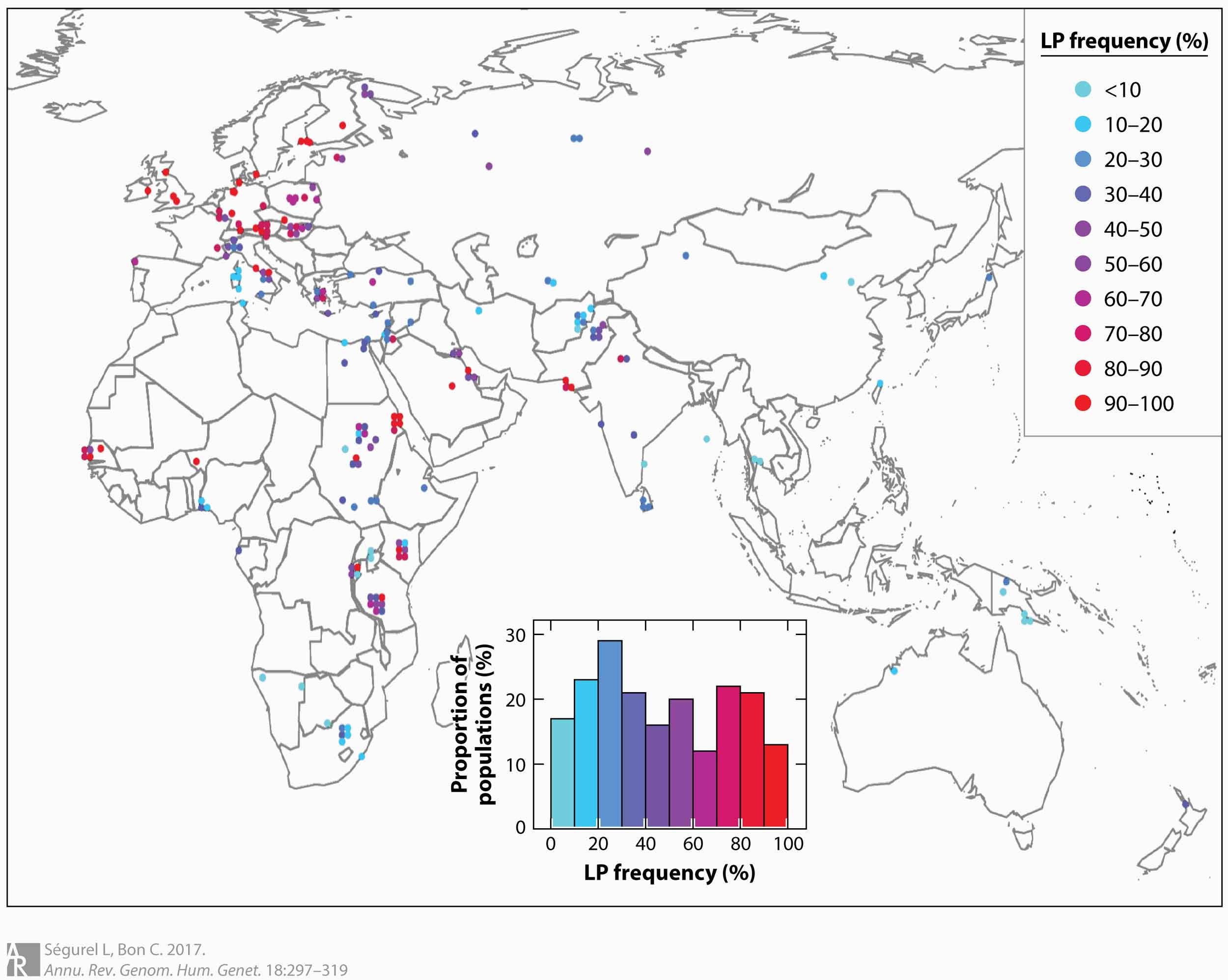 Lactase Persistence Map
