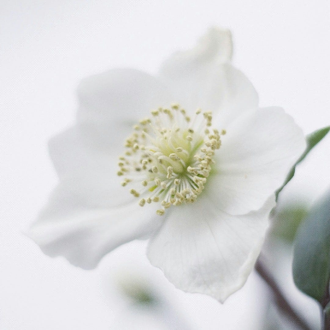 Joan Hiver | Substack