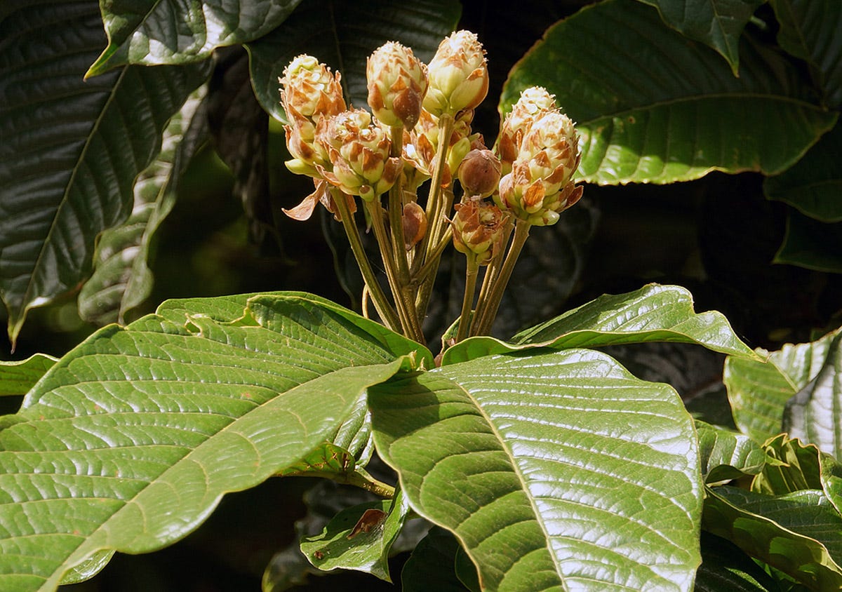 #56: Comparative Insights into Four Agroforestry Projects in Americas