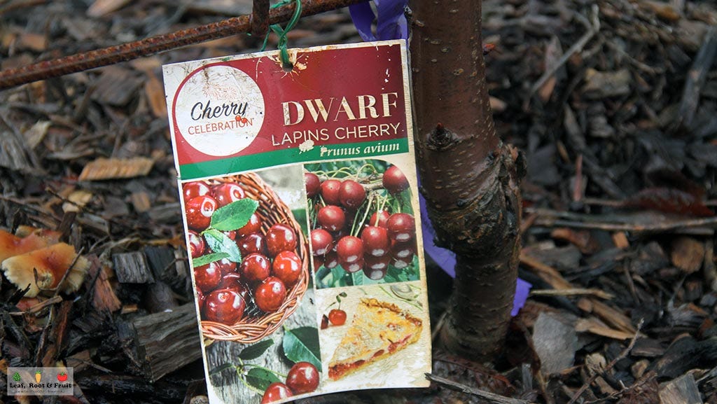 Buying Fruit Trees: The Importance of Choosing the Right Rootstock