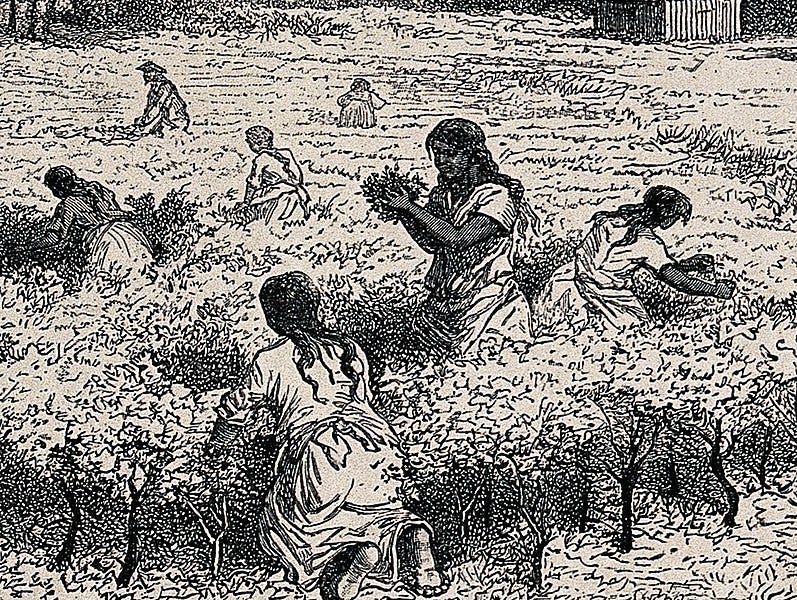 Uso Ritual Y Medicinal De Las Drogas En Las Culturas Antiguas