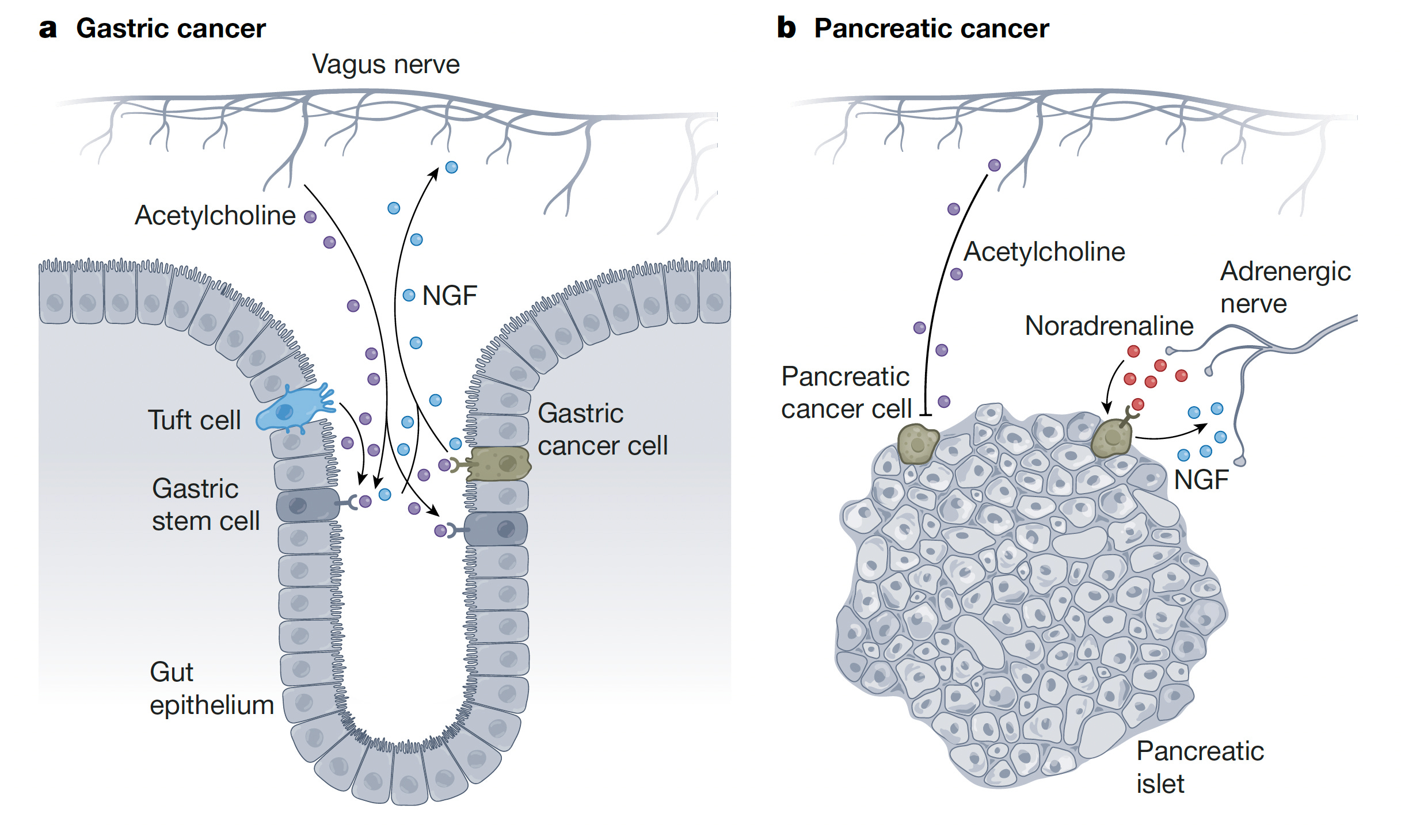 Cancer and the Nervous System - by Eric Topol