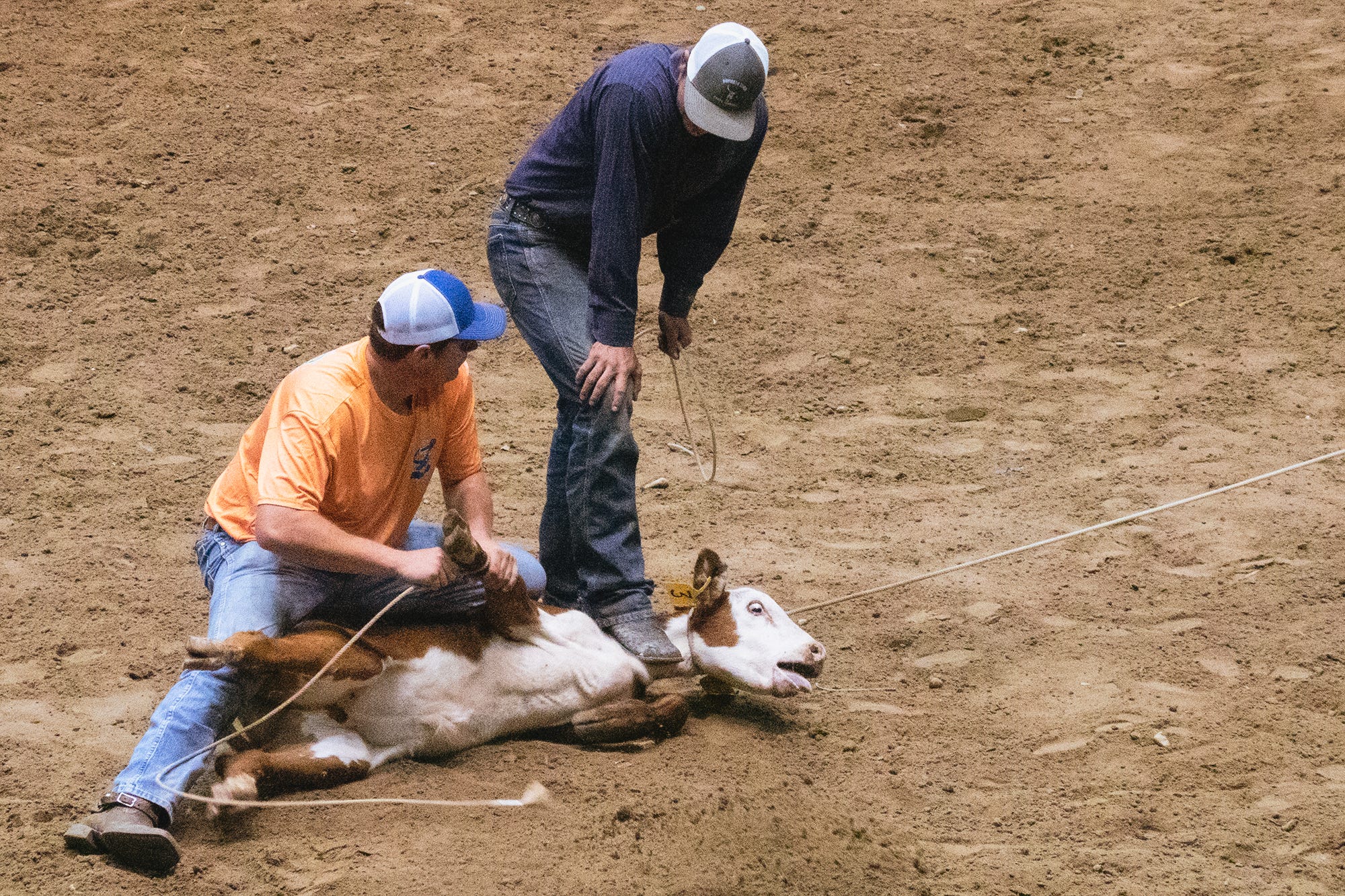 Chicken Roping: A Way Of Life Or Another Way Of Cruelty?