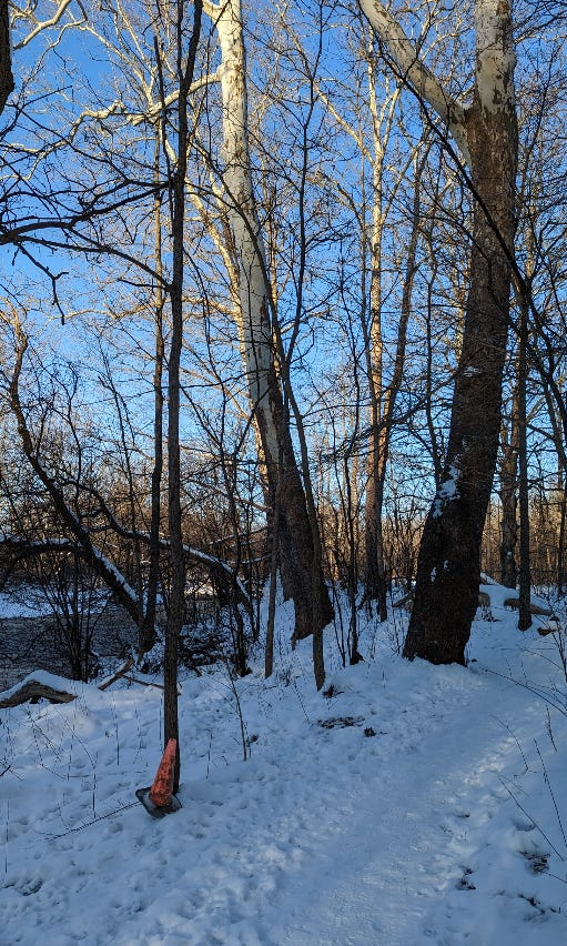 Pylons and bare maple trees - by Andrew Kooman