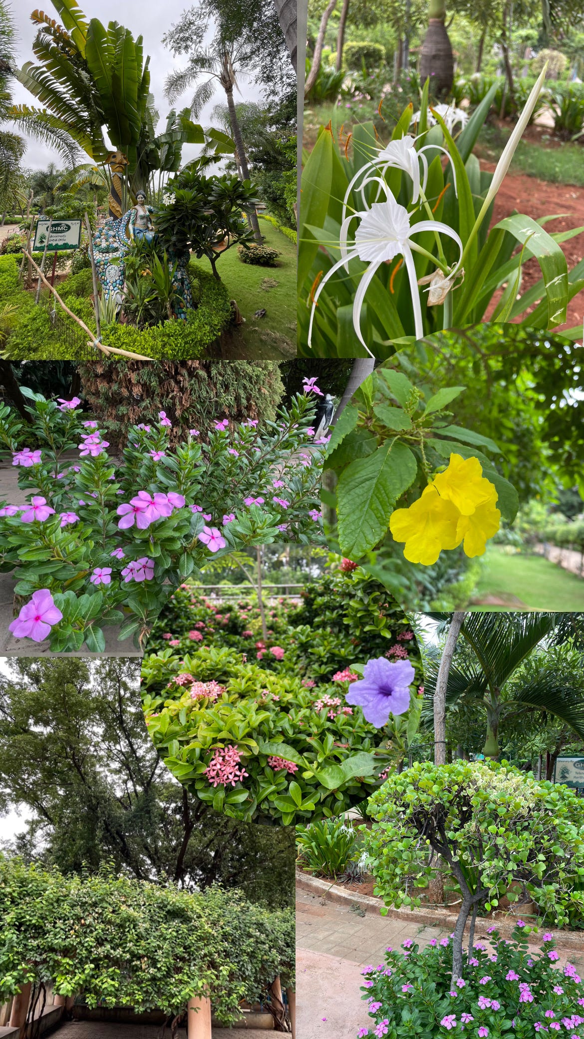 Shikaaru - by Srini Datla - Srini’s Substack