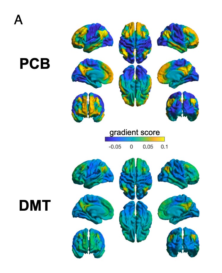 Your Brain on DMT... - by Andrew R. Gallimore Your Brain on DMT... | annotated by Zakhar