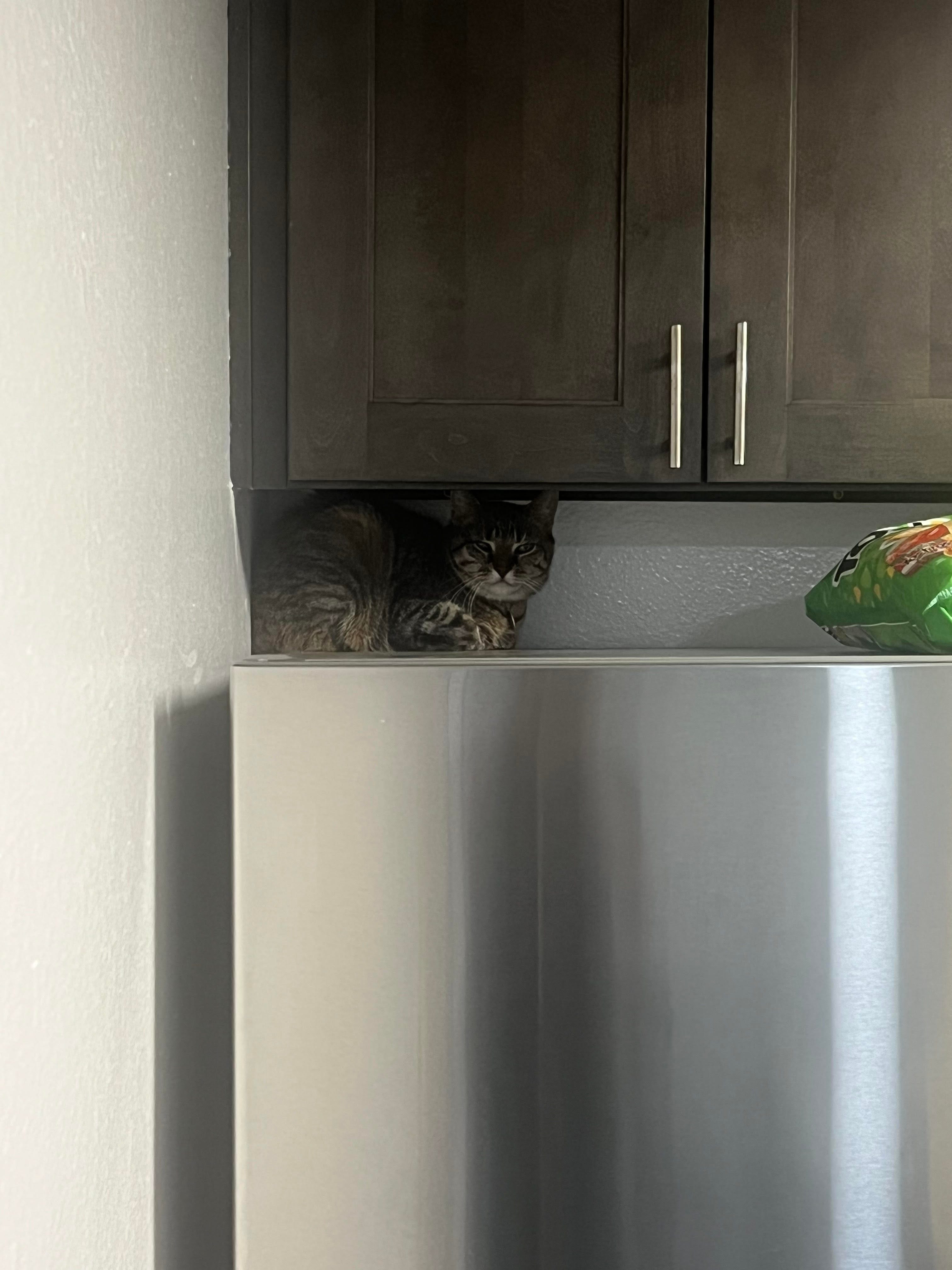 My Cat and I Are Going Through It - Inside Alexis Pereira