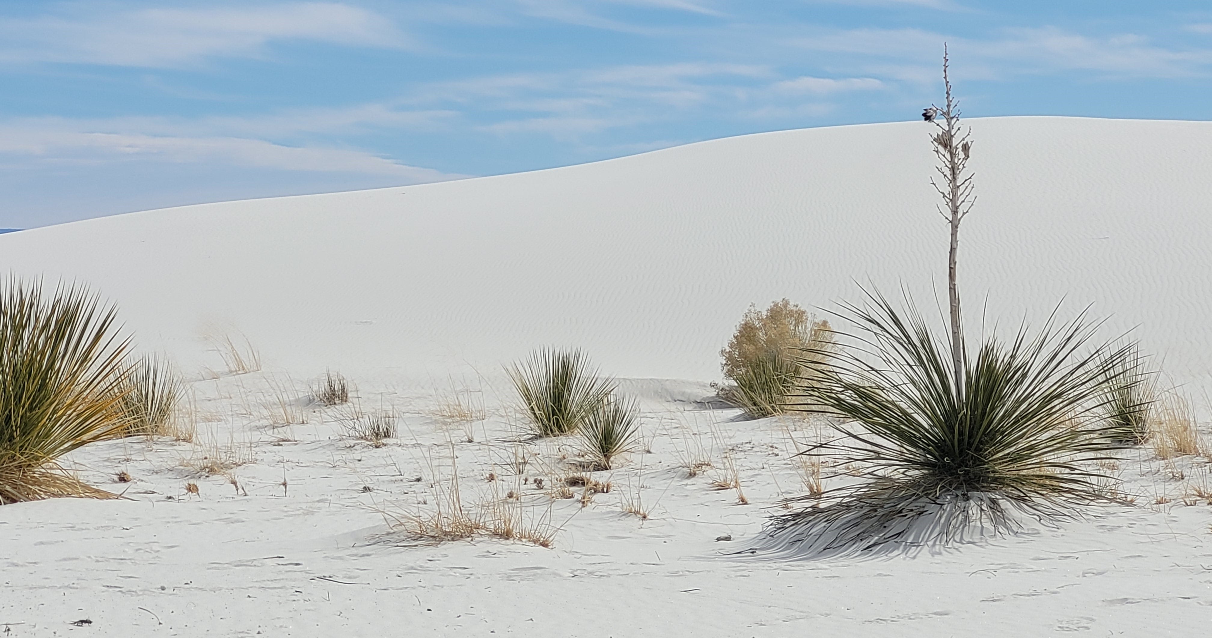 North American Deserts - by Jan Spell