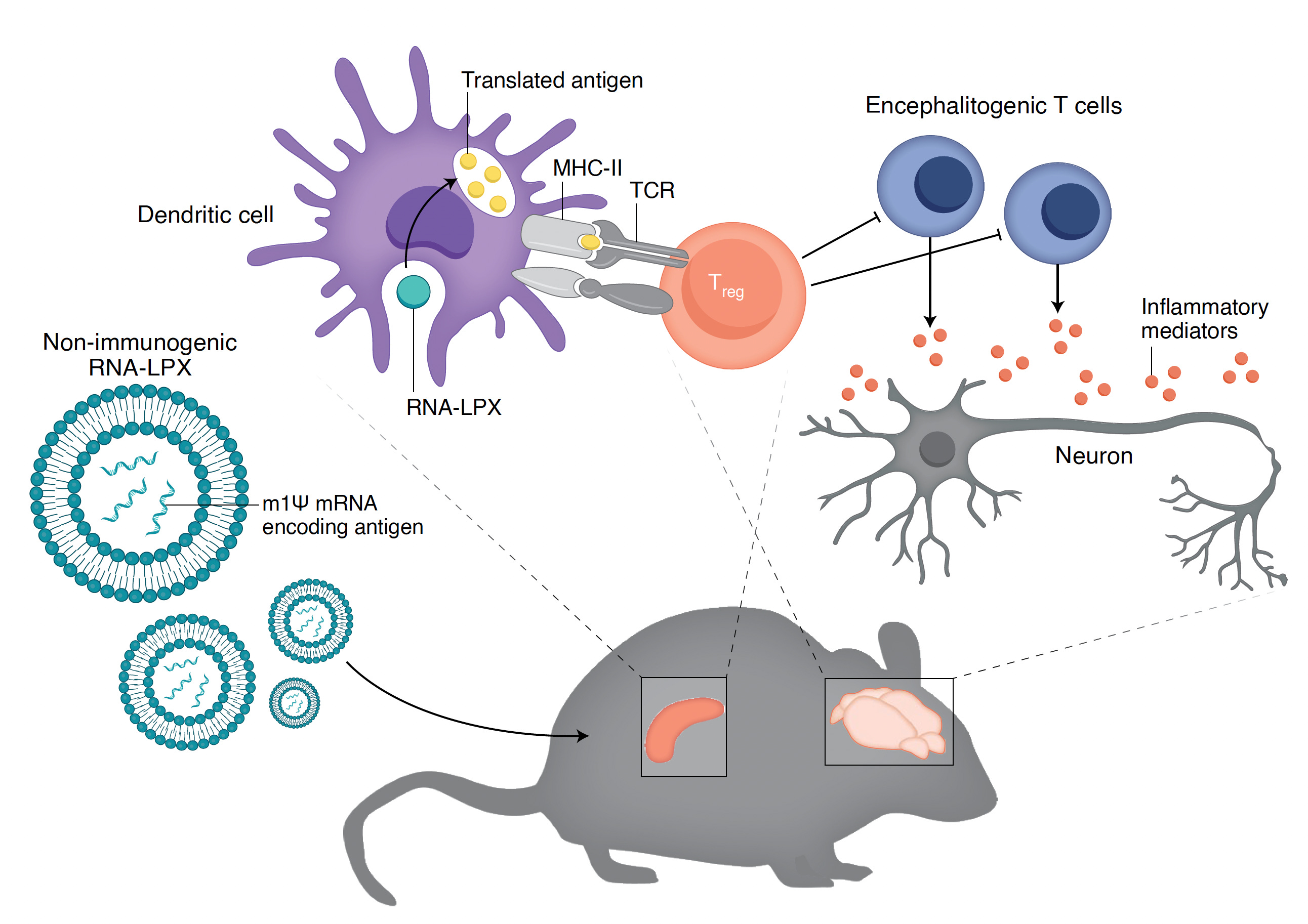 An Exciting New Approach to Autoimmune Diseases