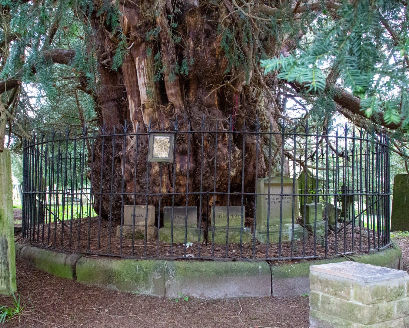 120. Darley Dale Yew - by Paul Wood - The Street Tree