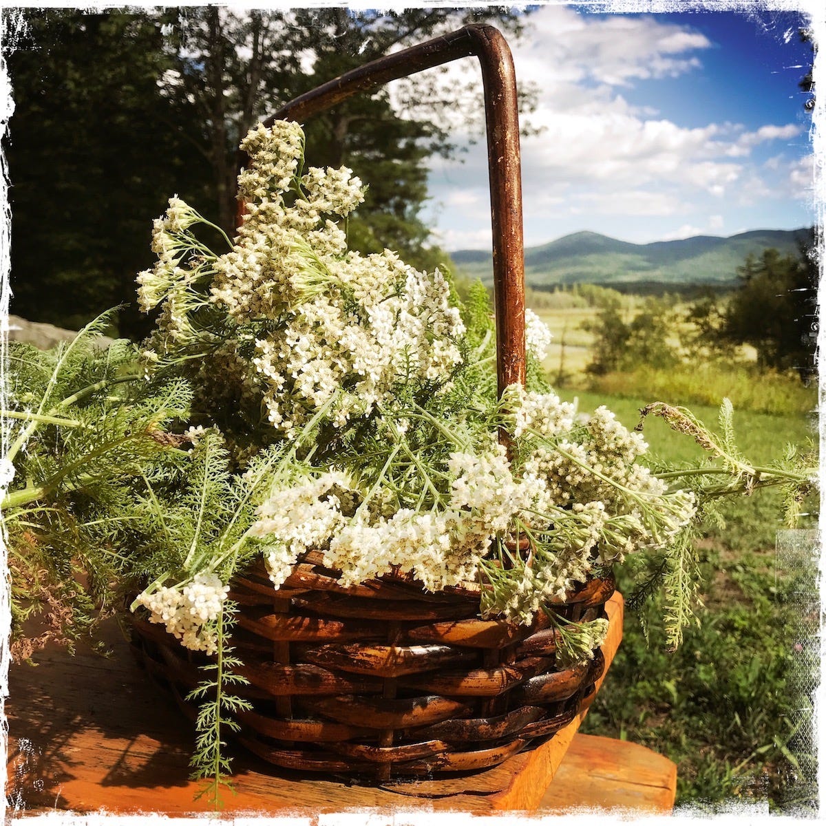 Can We Talk About Yarrow Again? - by Barbara Sinclair
