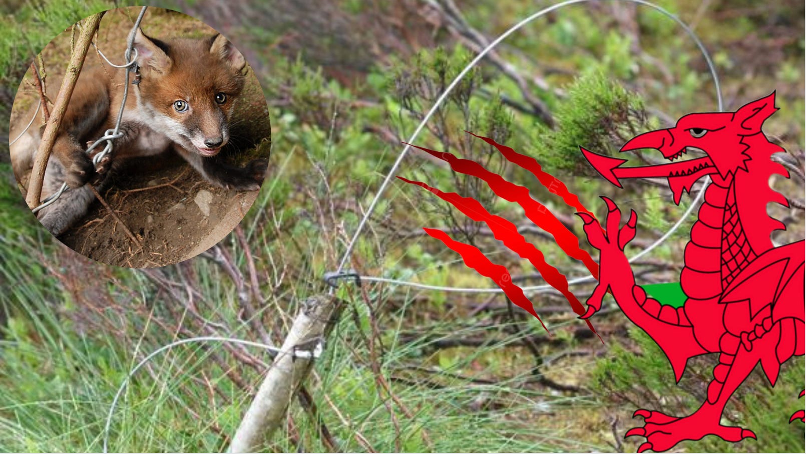 UK FIRST: Wales snare ban comes into force today