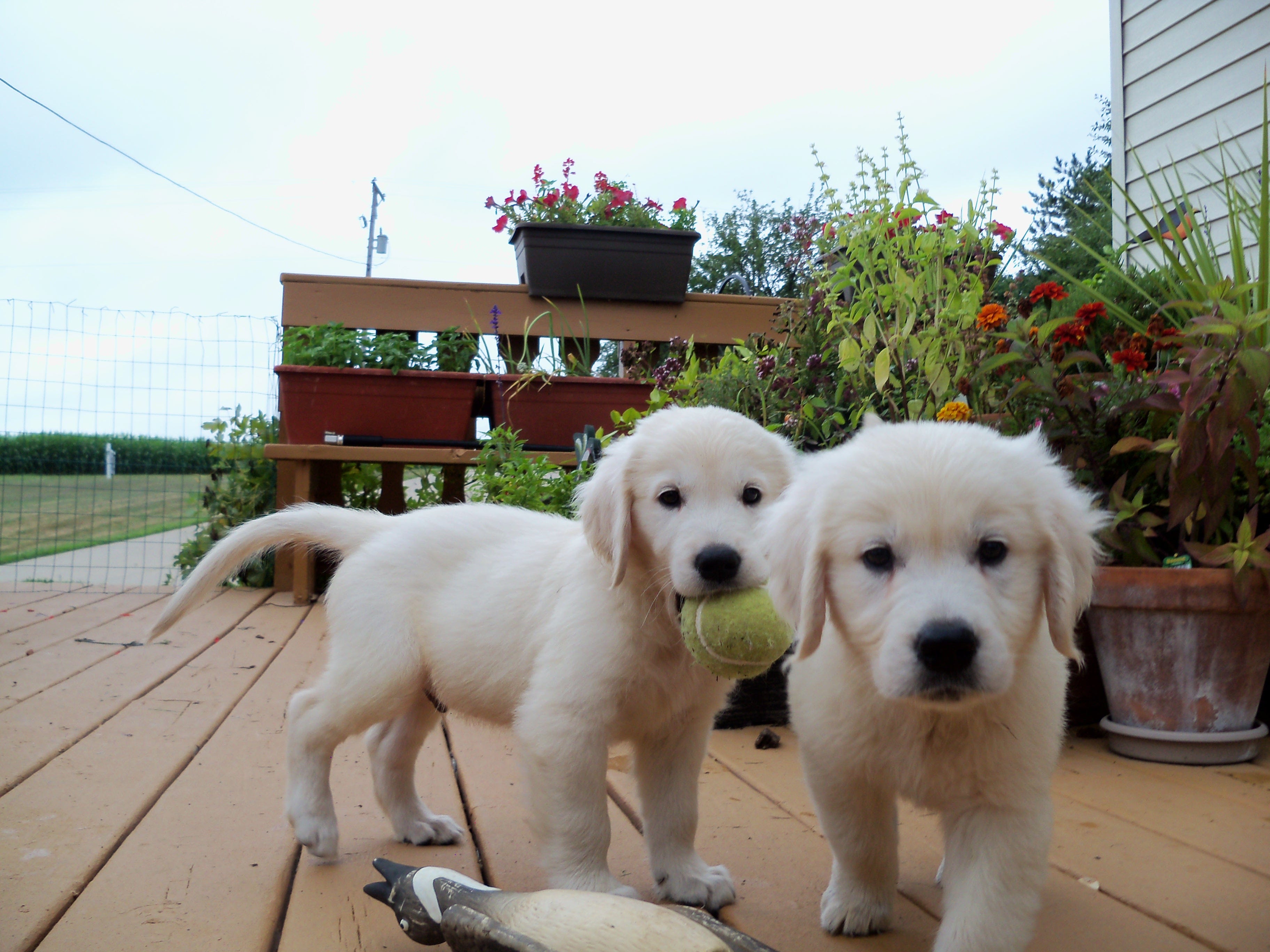 Here Be Dragons? - by Robyn Pennacchia - Wonkette