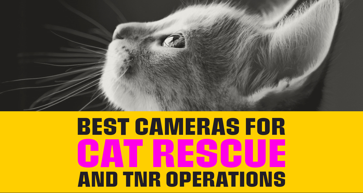 Best Cameras for Cat Rescue and TNR Operations in 2024