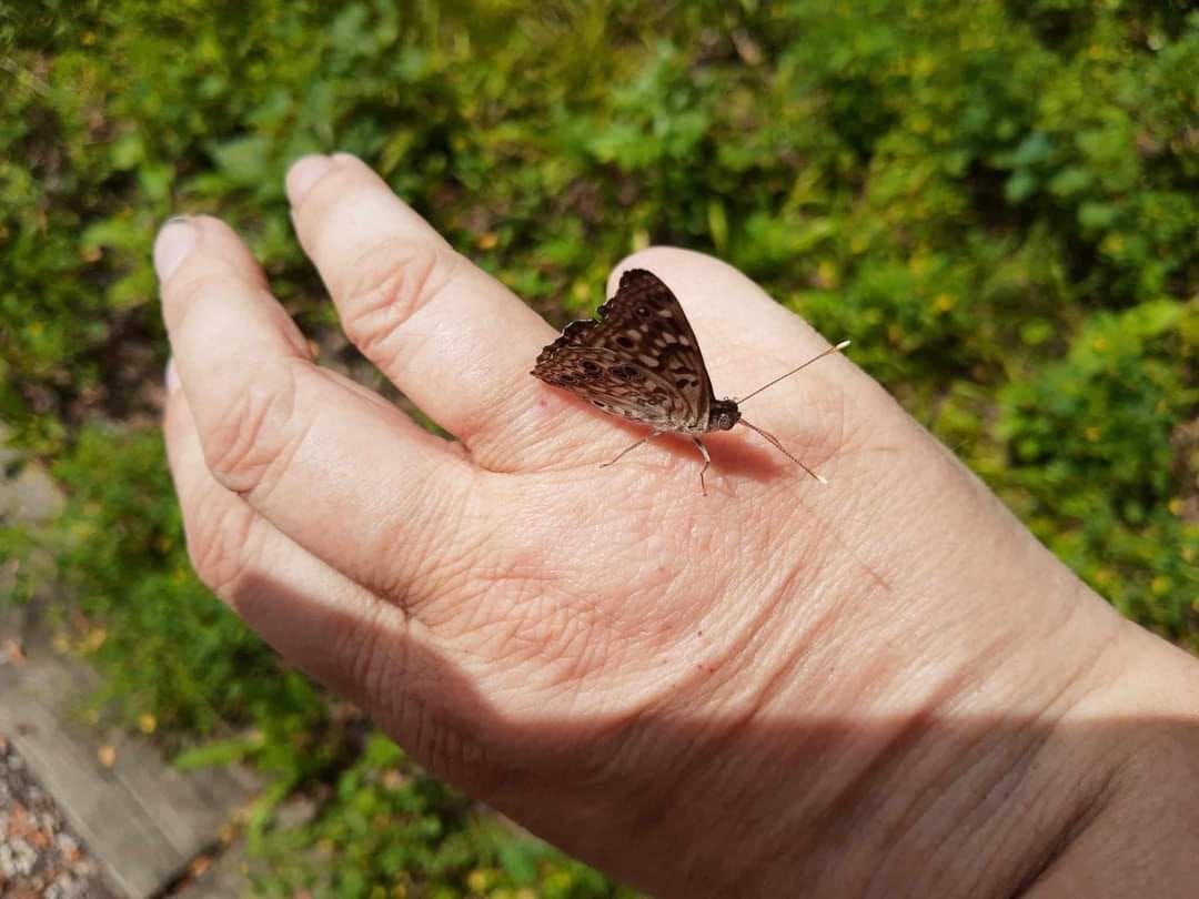 Very Persistent Butterflies - by Amanda Finley