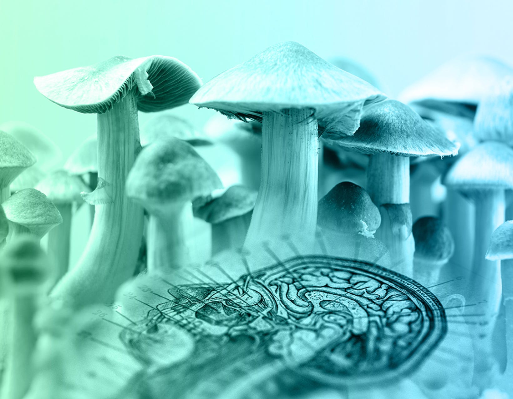 Psilocybin: 5 Years of psychotherapy in 1 afternoon?