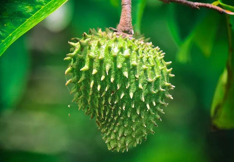 The Power of Soursop - by Kenneth Hemmler