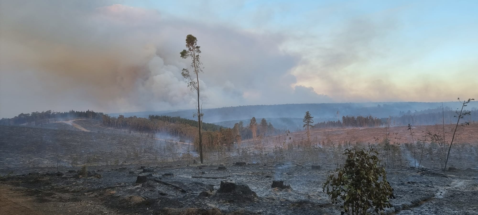 Fighting Fire with Fire - Quillette’s Substack