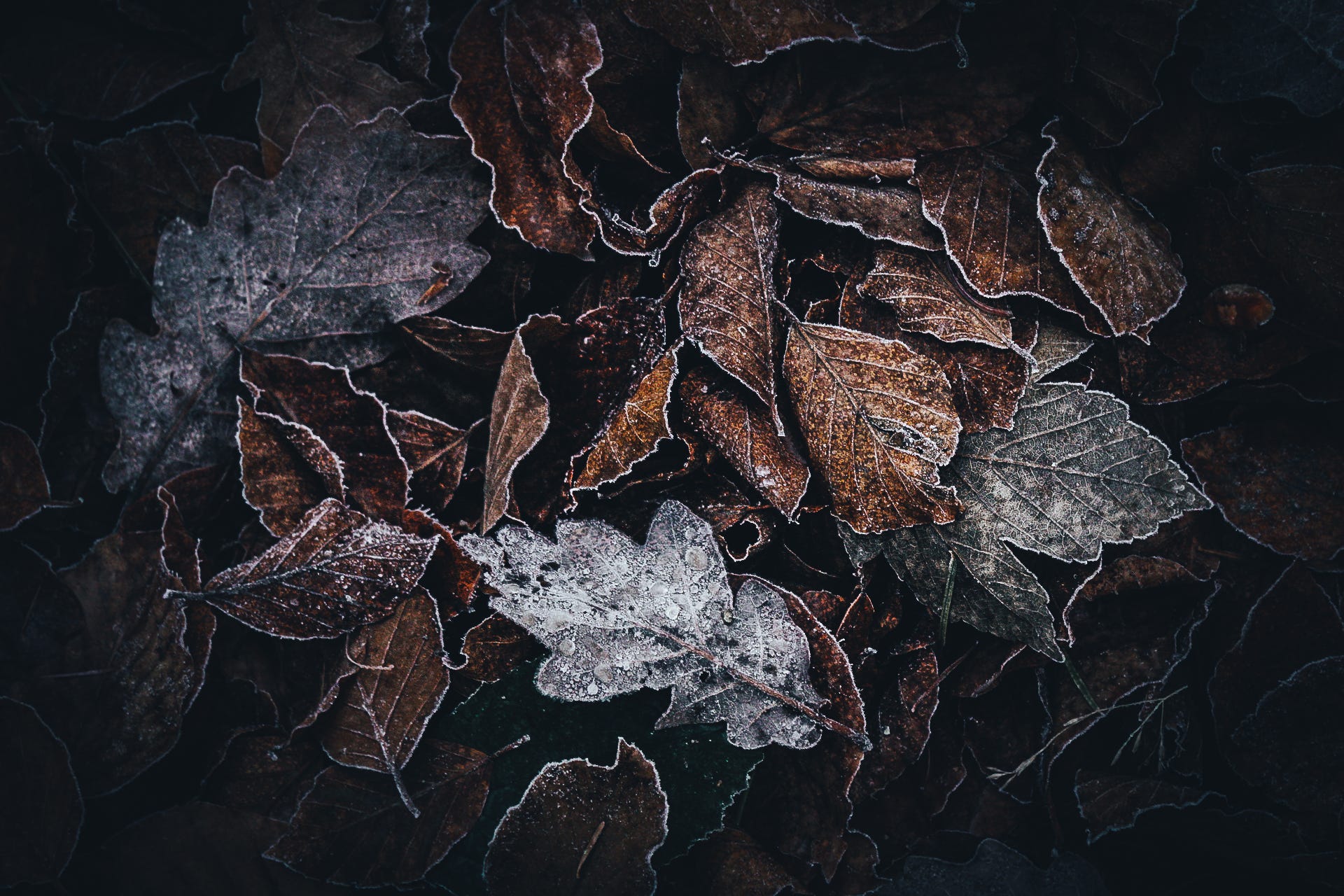 52 Ways to be Mindful: Leaf Breathing - by Ellie Macdonald