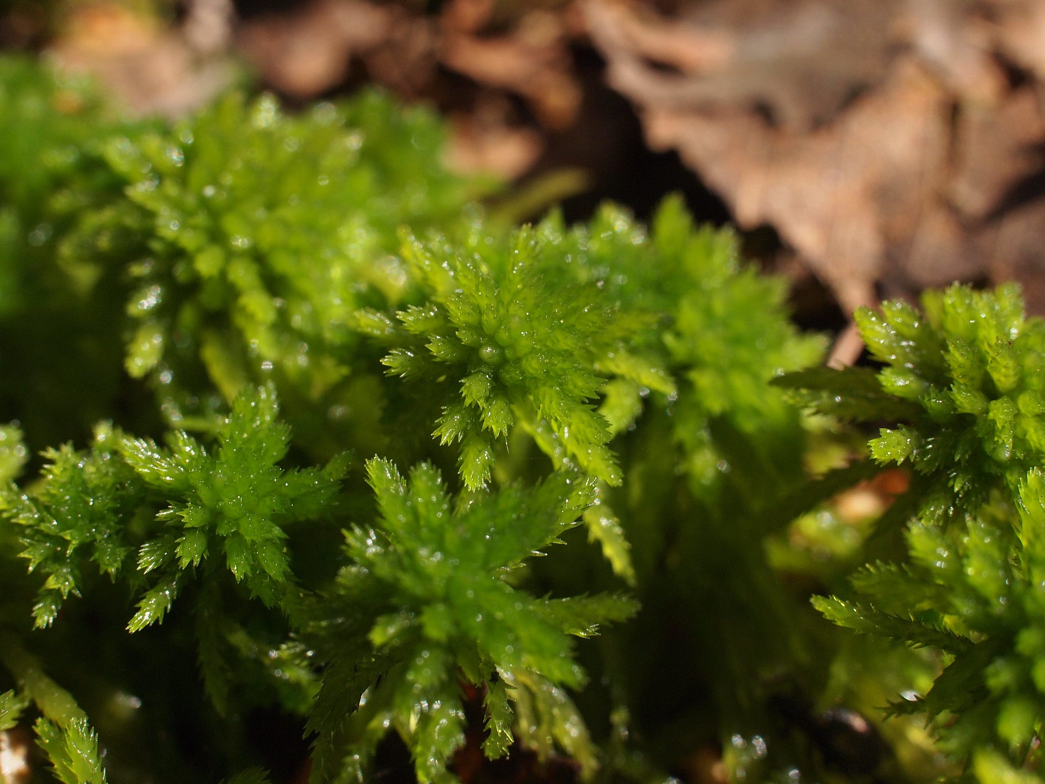 The Magic of Moss - Elemental Histories