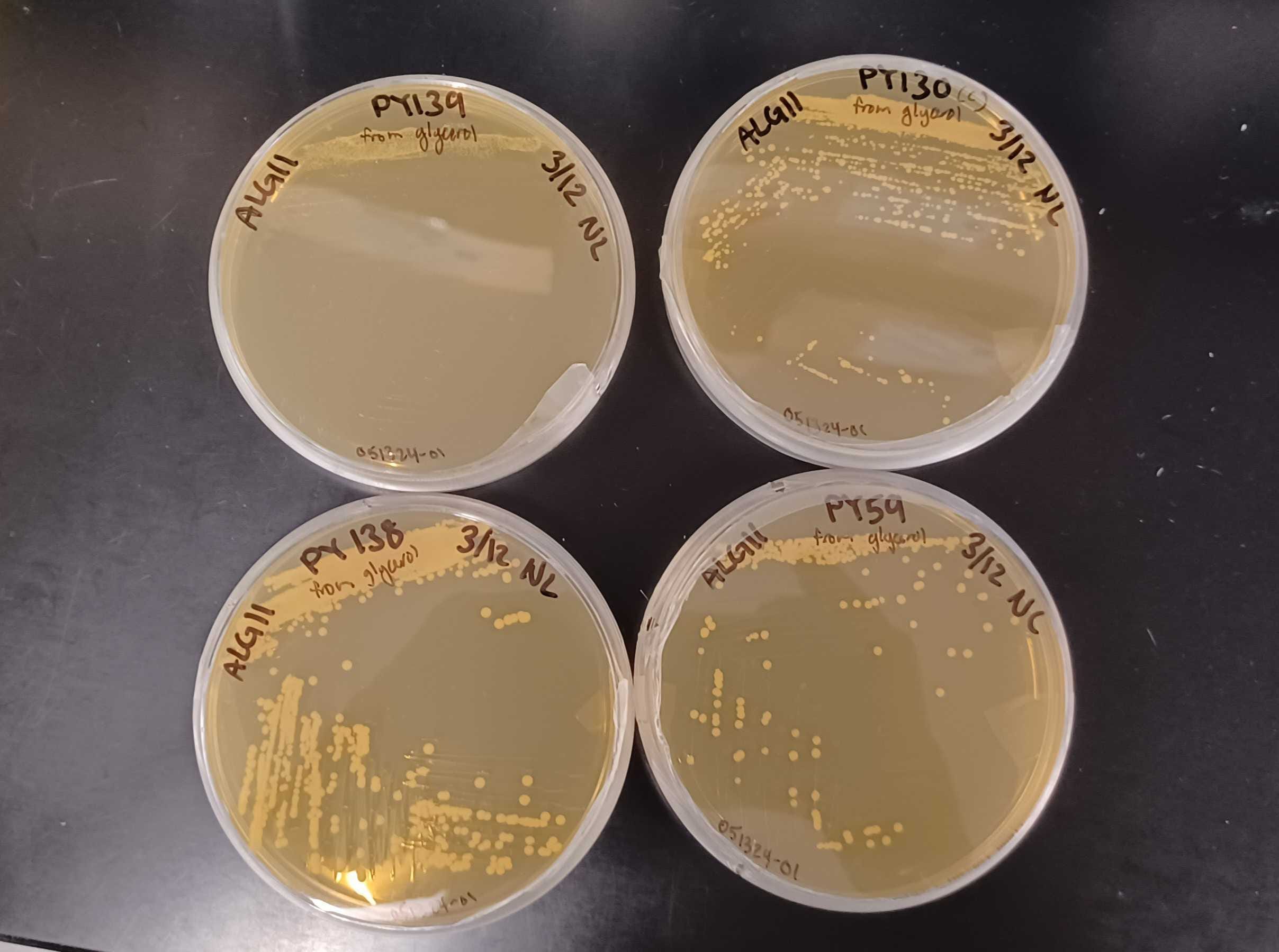 Two nutraceuticals are the top drug repurposing hits for ALG11-CDG