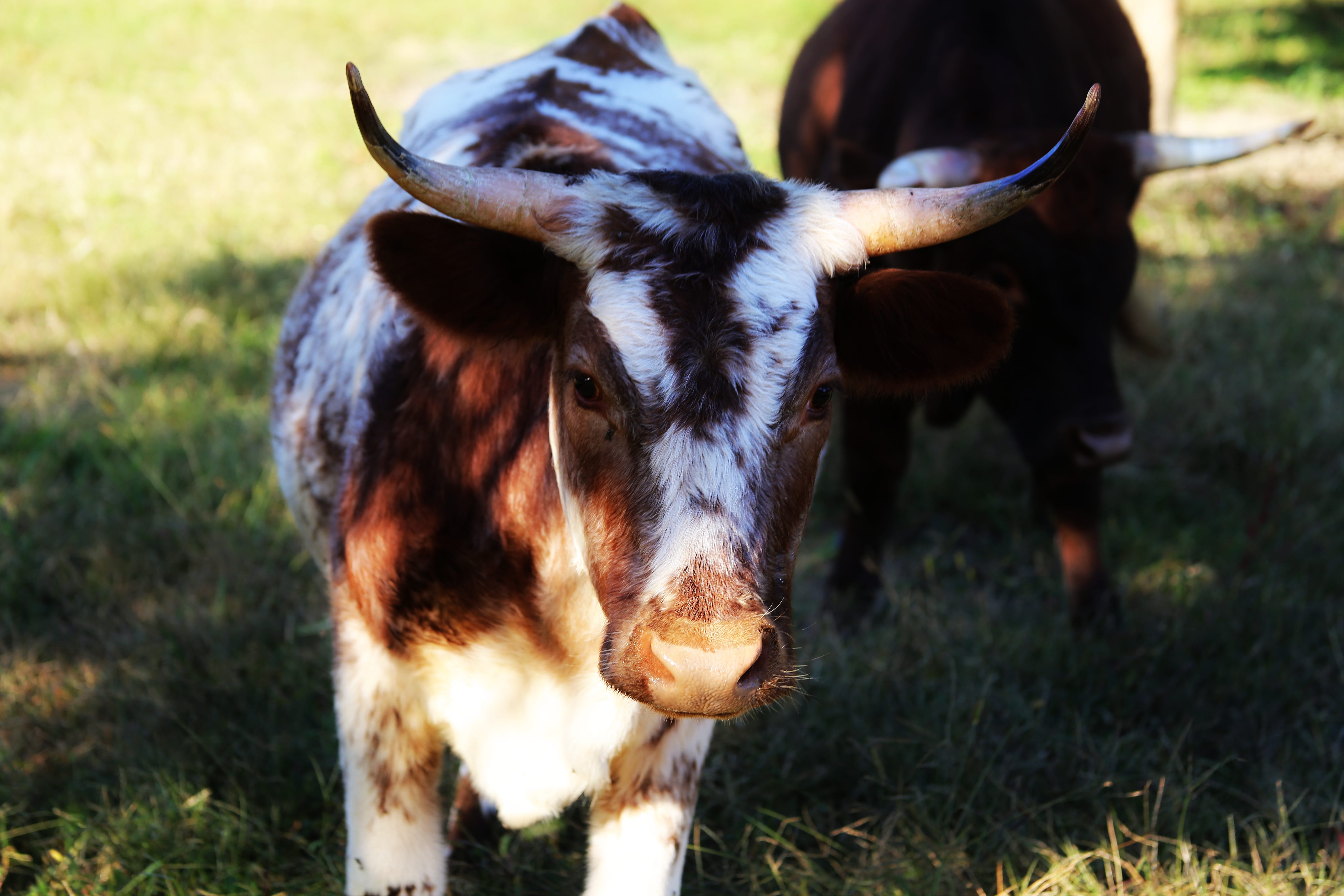 Update: Fall Biodynamic Workshop 2024