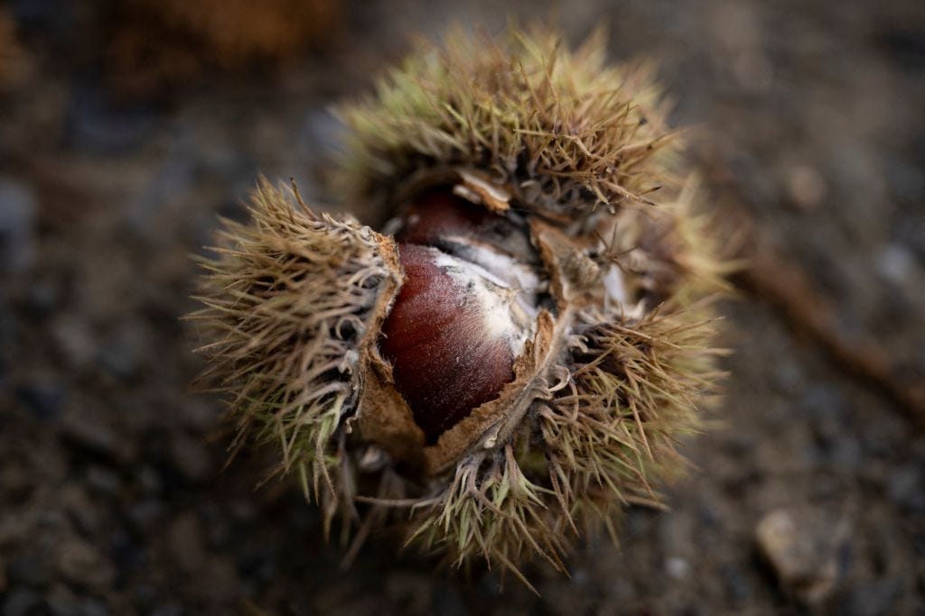 Reviving the American Chestnut - by Nicholas Gill