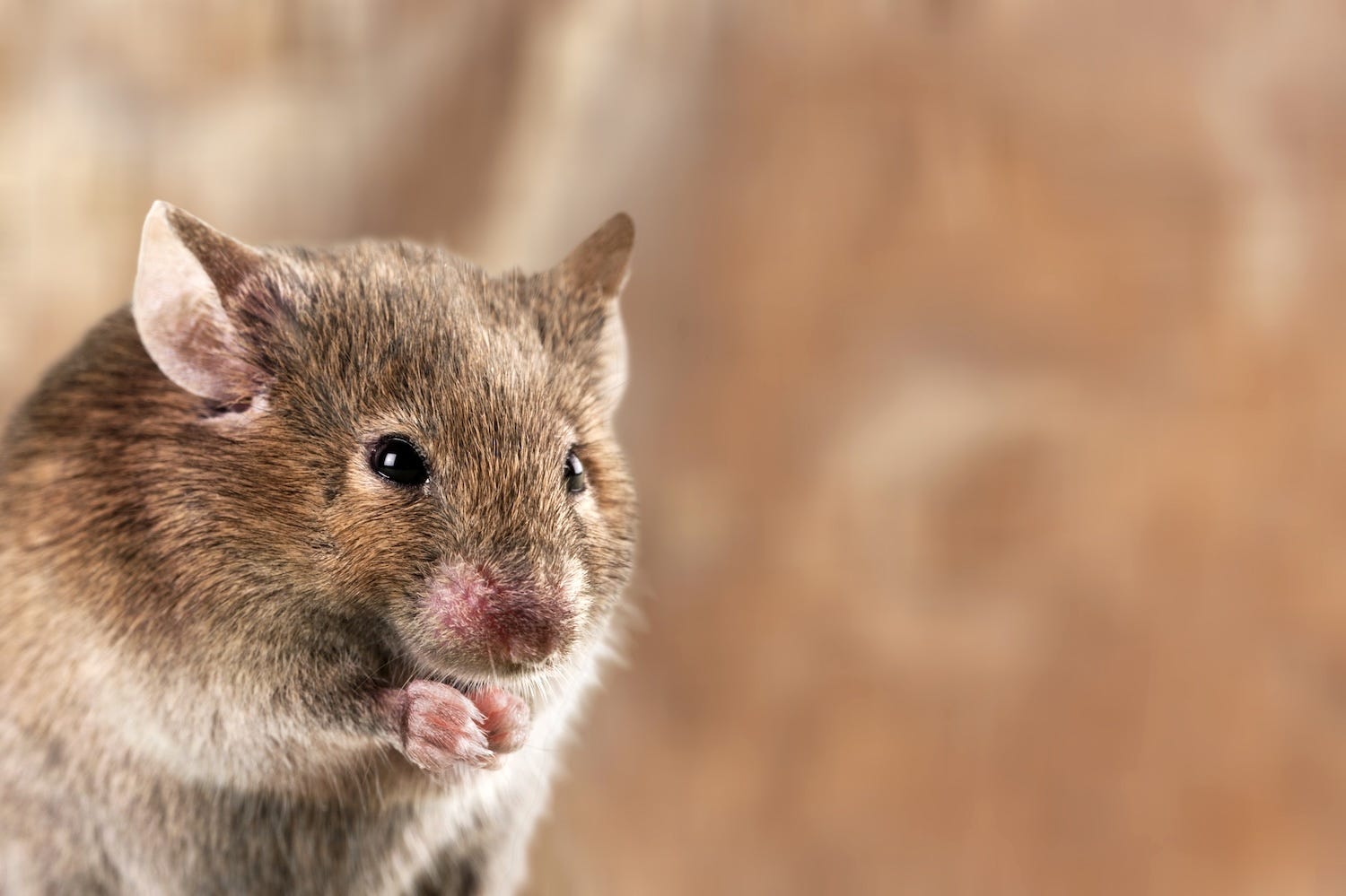 Man puts more than 600 pet mice up for adoption at SPCA