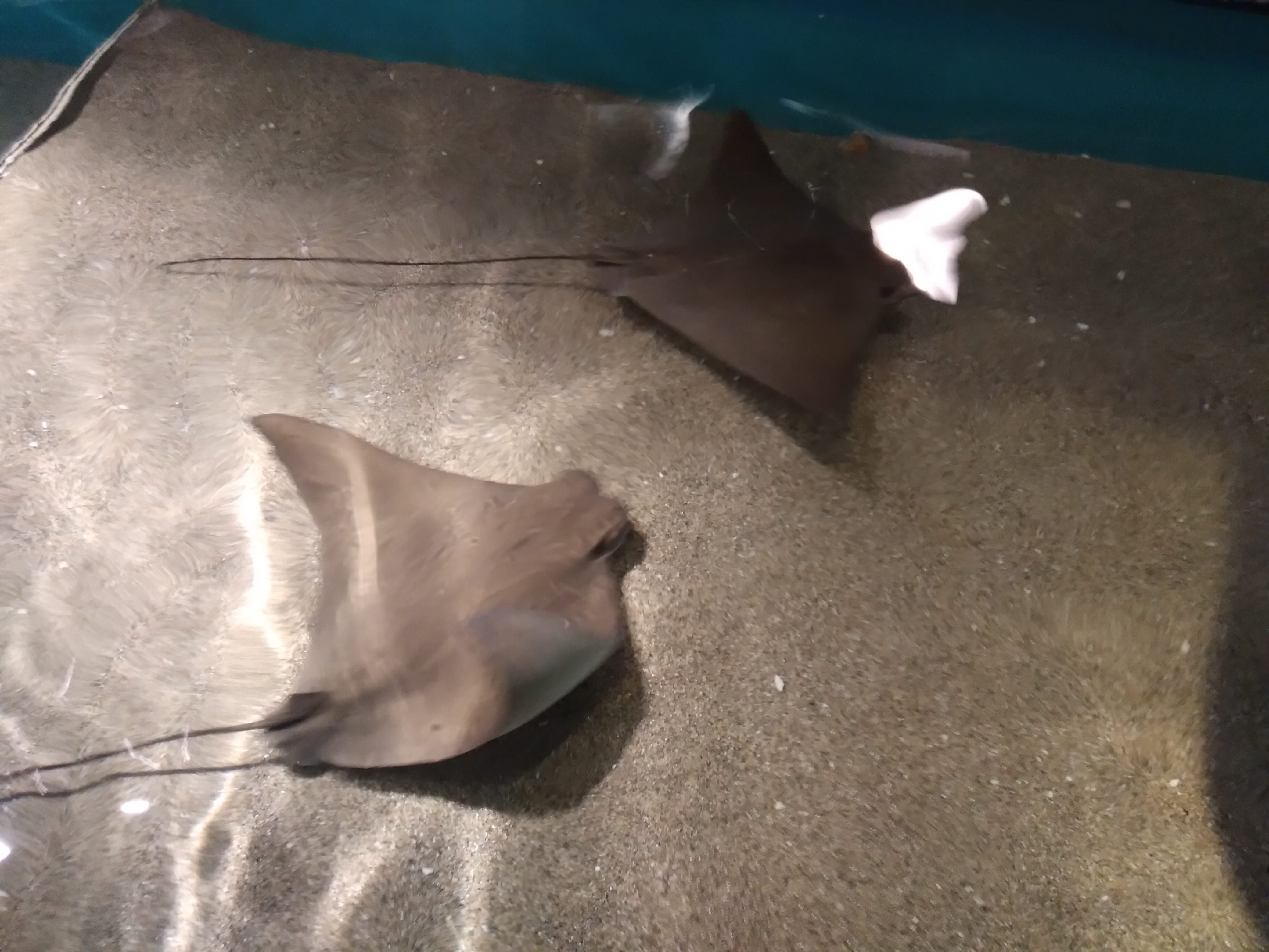 Day Trip Photo Roll #3A: The Aquarium - PCS Nation