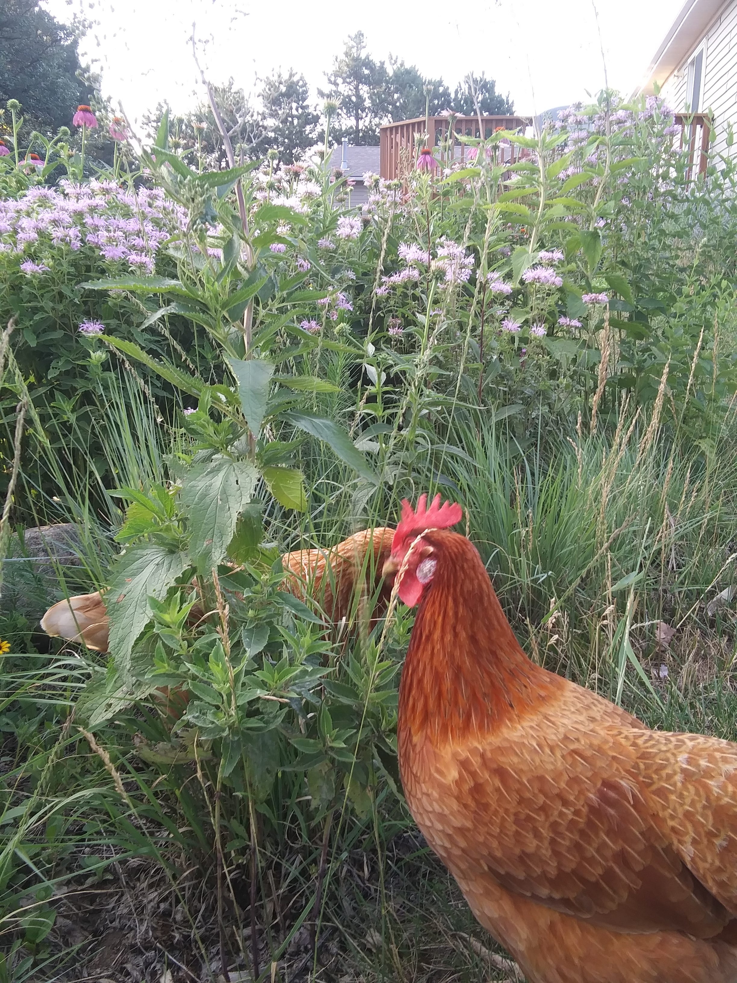 Country Place - Free Radio Rulo