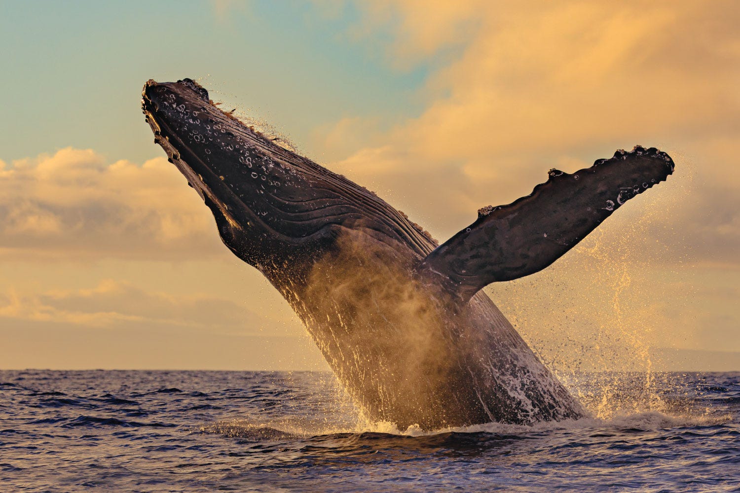 Ultimate Guide to Whale Watching Photography: Best Tips & Gear