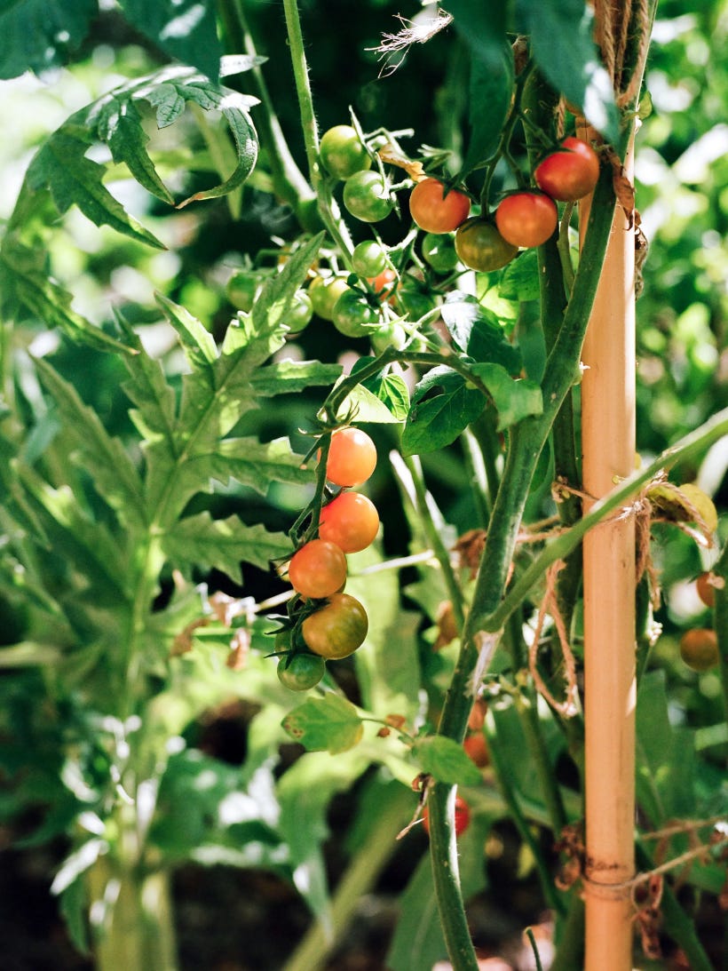 Your Relationship Is A Garden - by Lina Dune - ask a sub