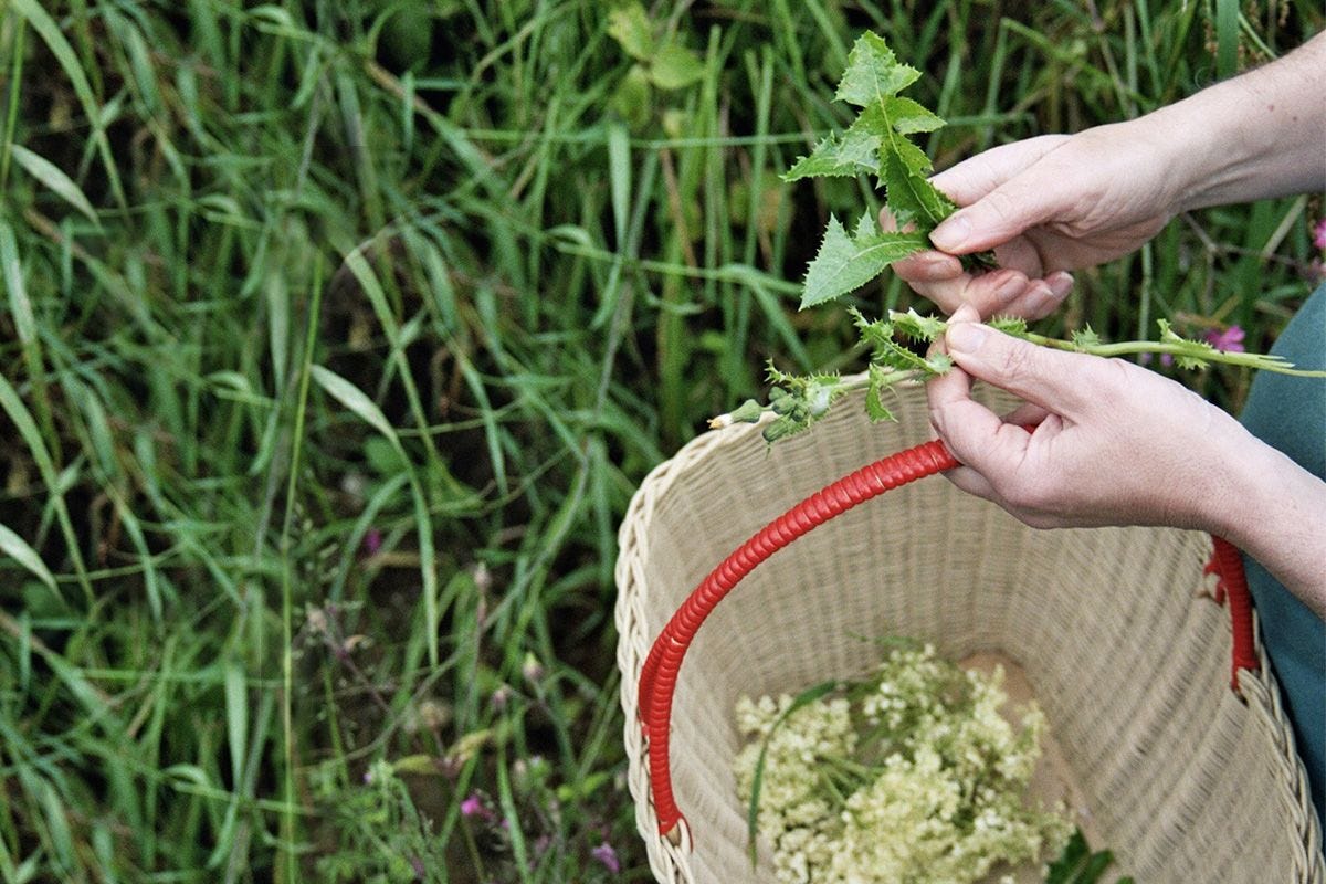 Herb & Weed Foraging Guide - by JP - Bush Food Forager