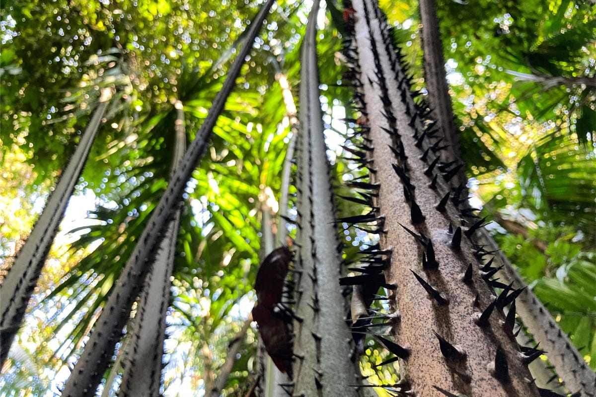 Travelfish #476: The Sarawak edition