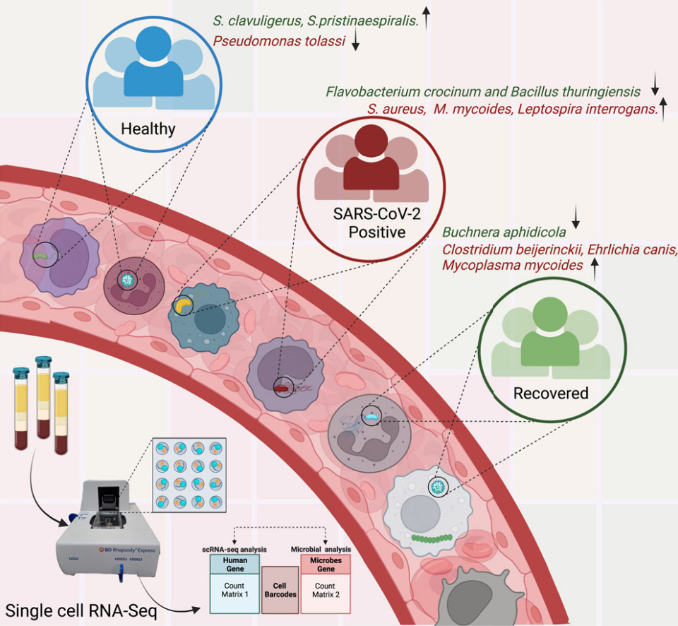 What SARS-CoV-2 Does to the Body (3rd Edition, December 2023)