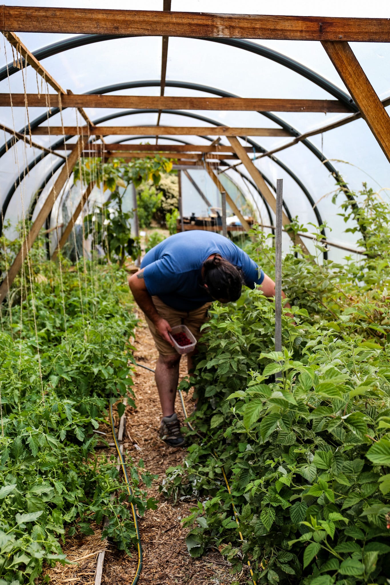 Cheat Sheet - Berries - The Garden at Moorfield