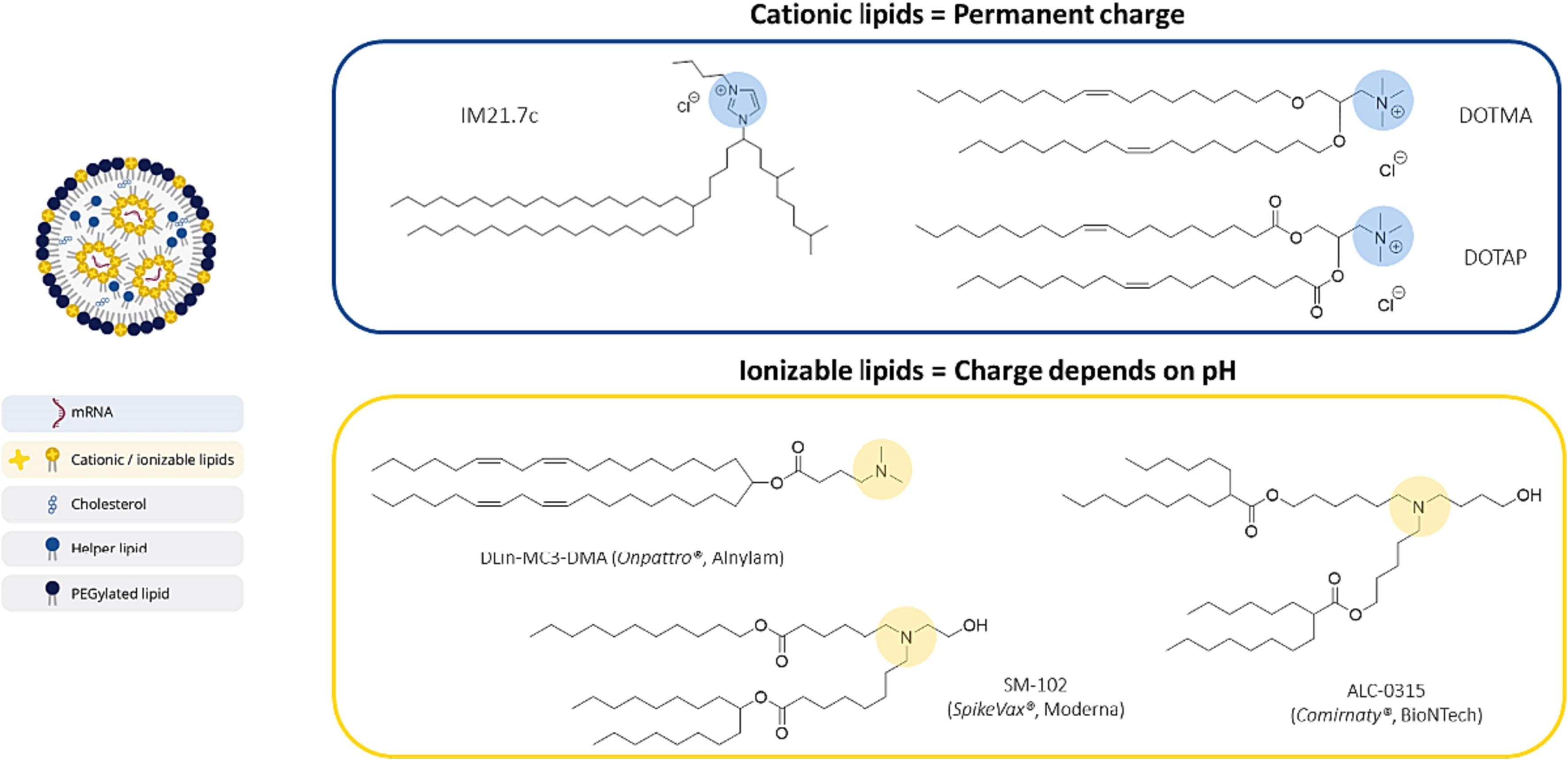 The Biodistribution/Metabolism/Excretion of the Lipids, Part 3