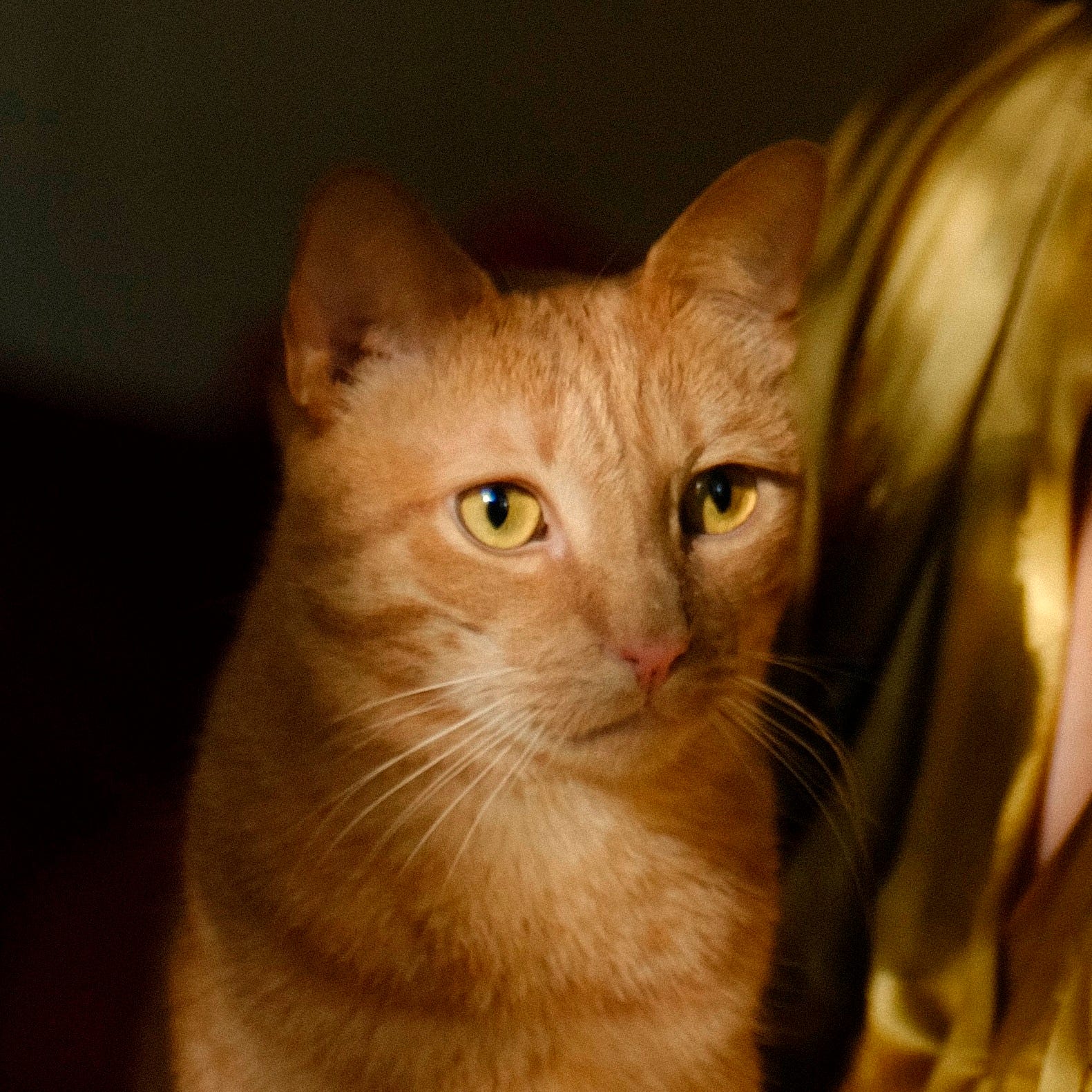 Bodine Boling | Substack