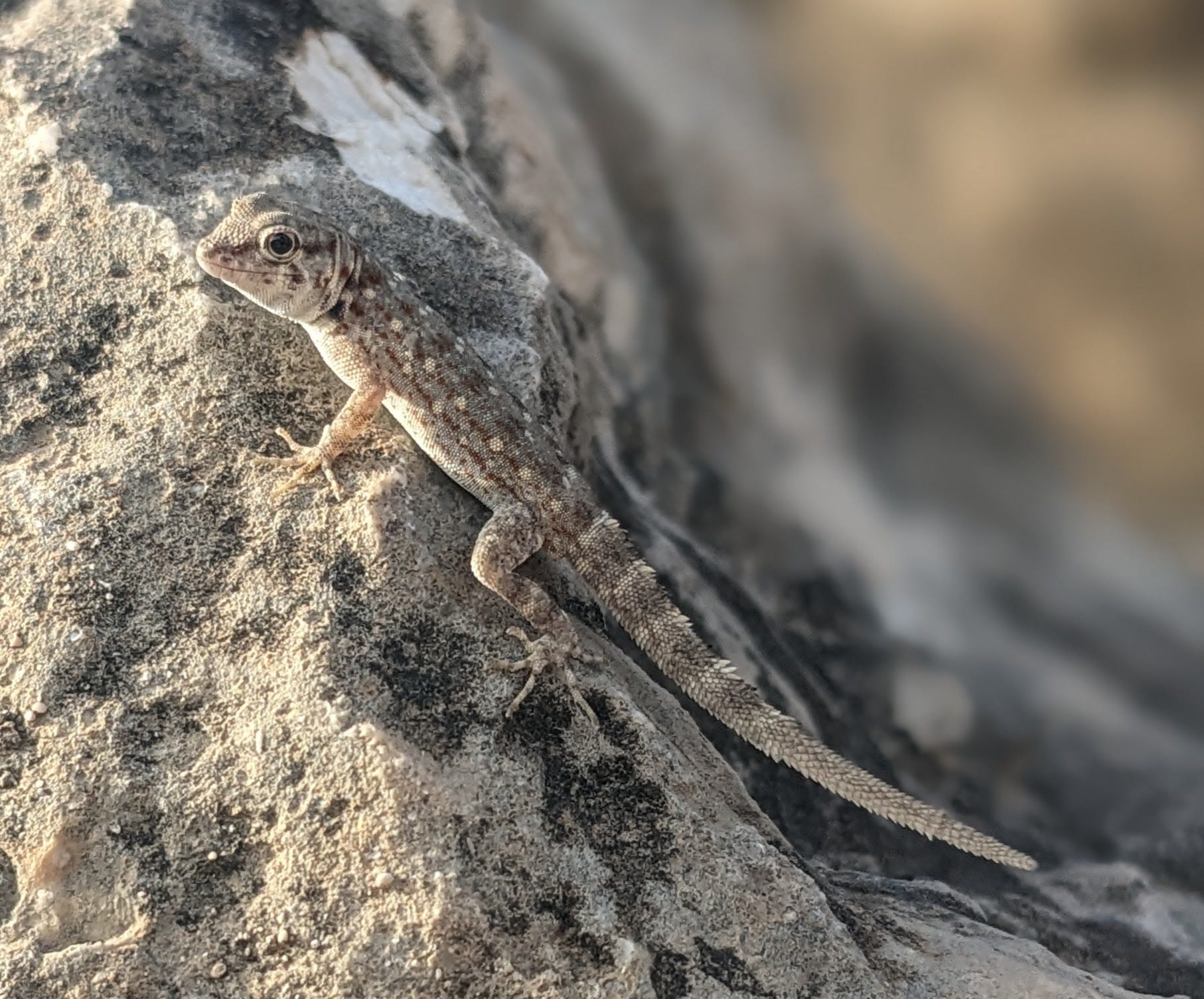 Balkan Ecology Project : Arabian Walkabout - Where Deserts Bloom ...