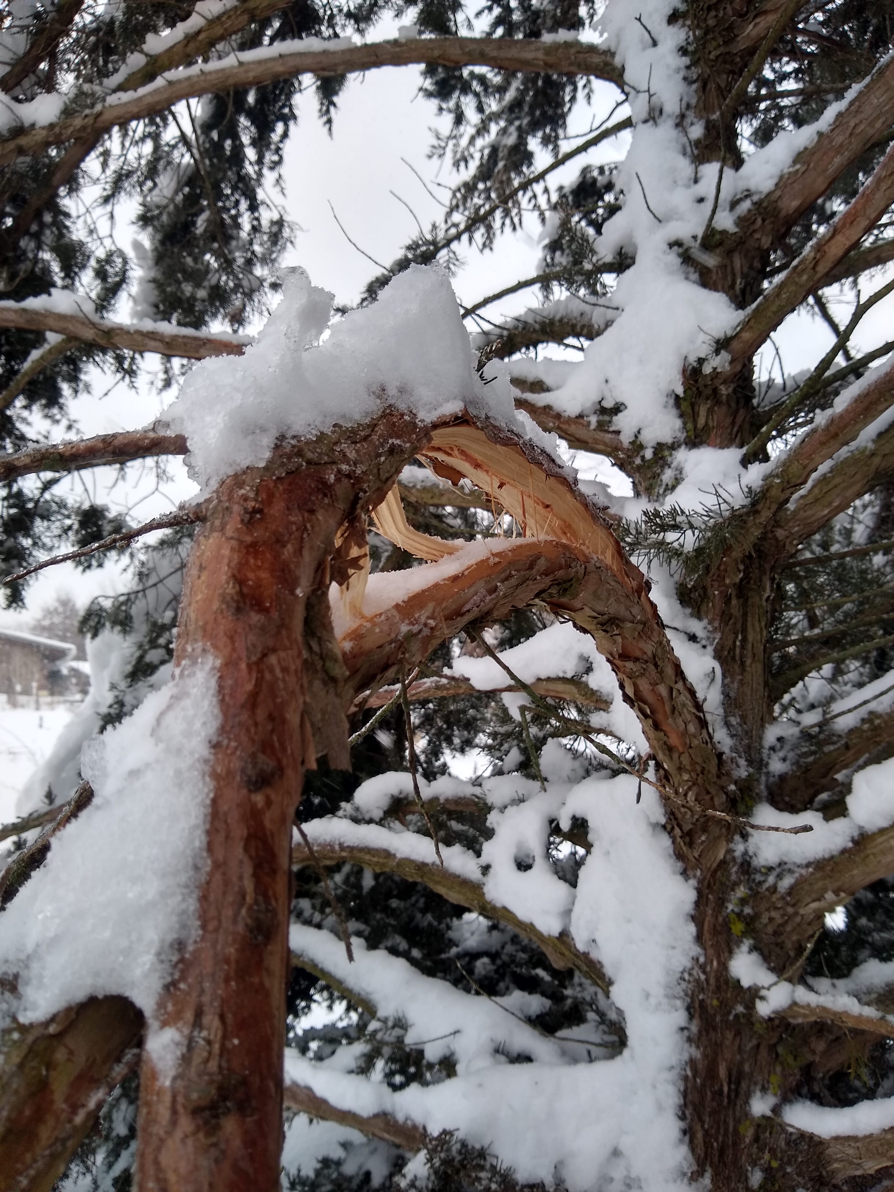 Snotcicles above a Subnivean Landscape