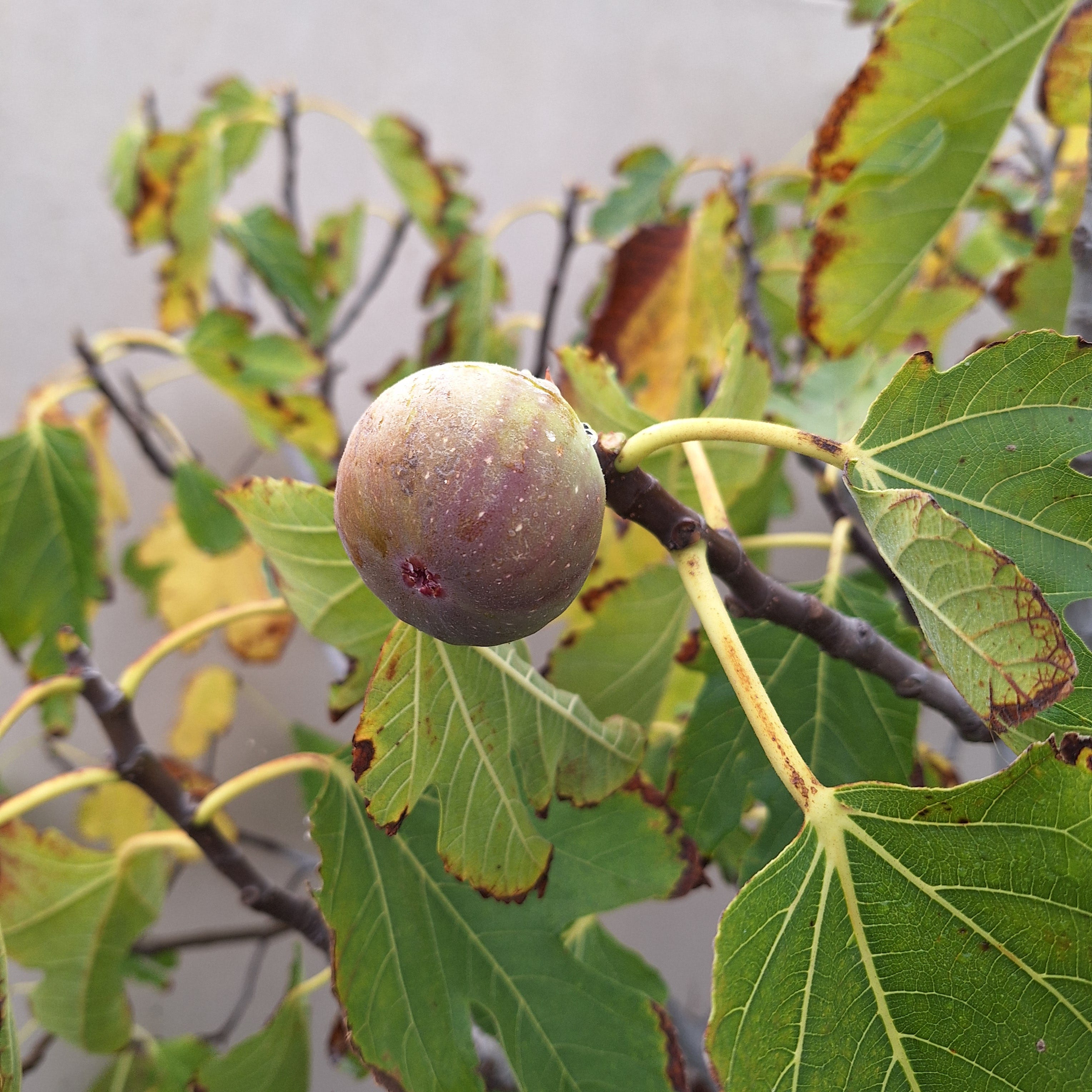 Fig - by Miriam Wei Wei Lo - Little Lightnings