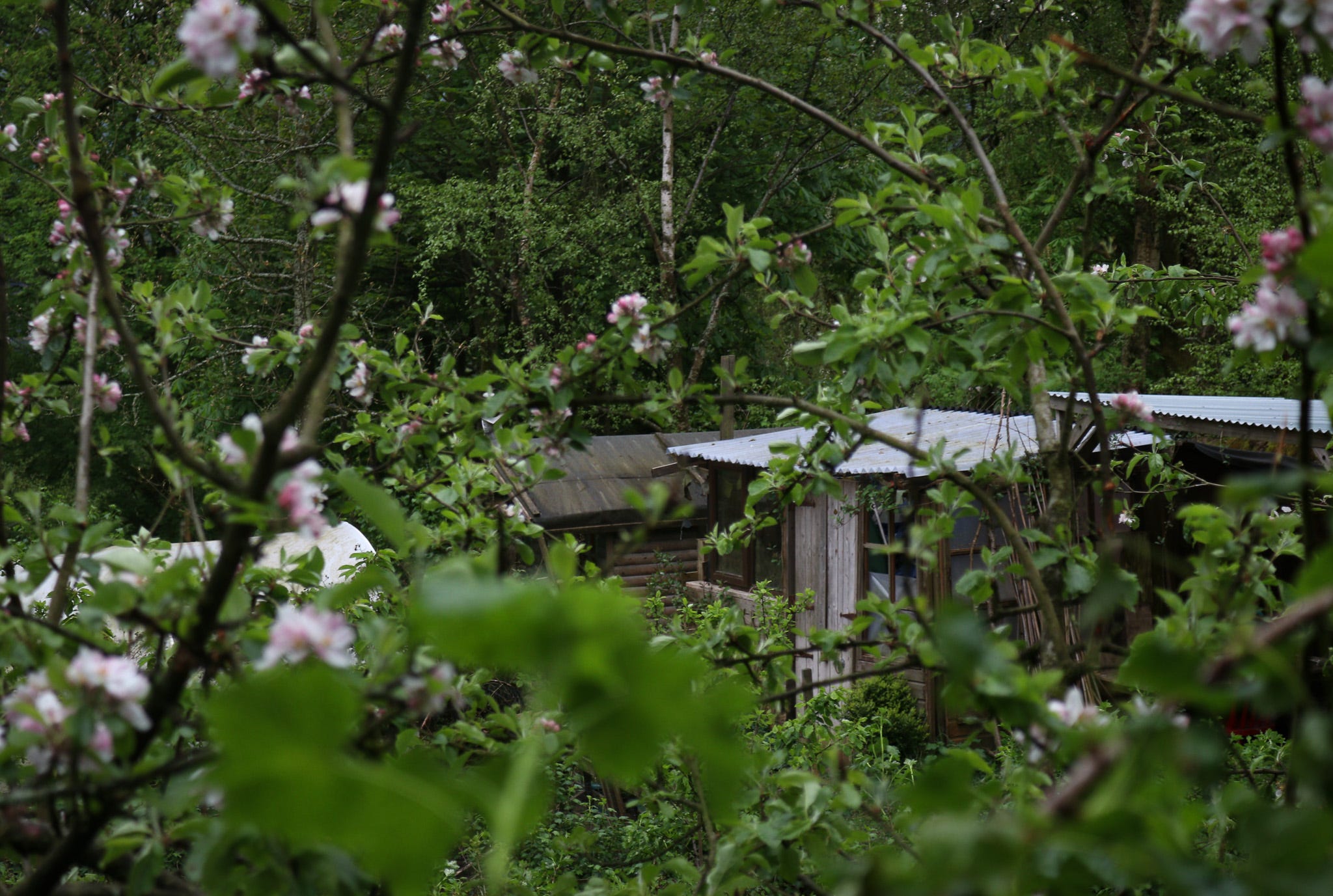 Passing Storms - by Sarah S - Frond & Feather