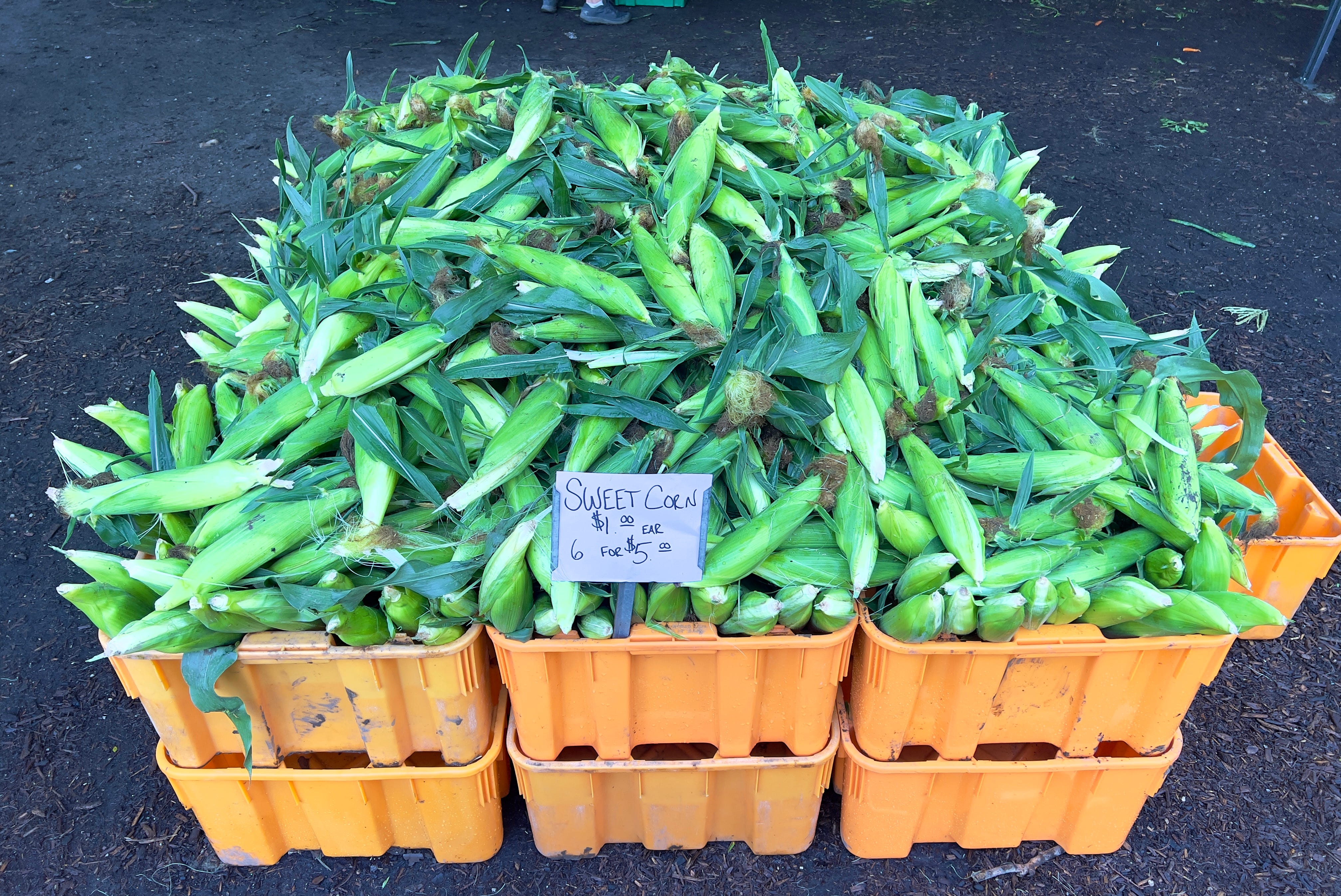 Corn Season's On and How Sweet It Is - by Bob Benenson
