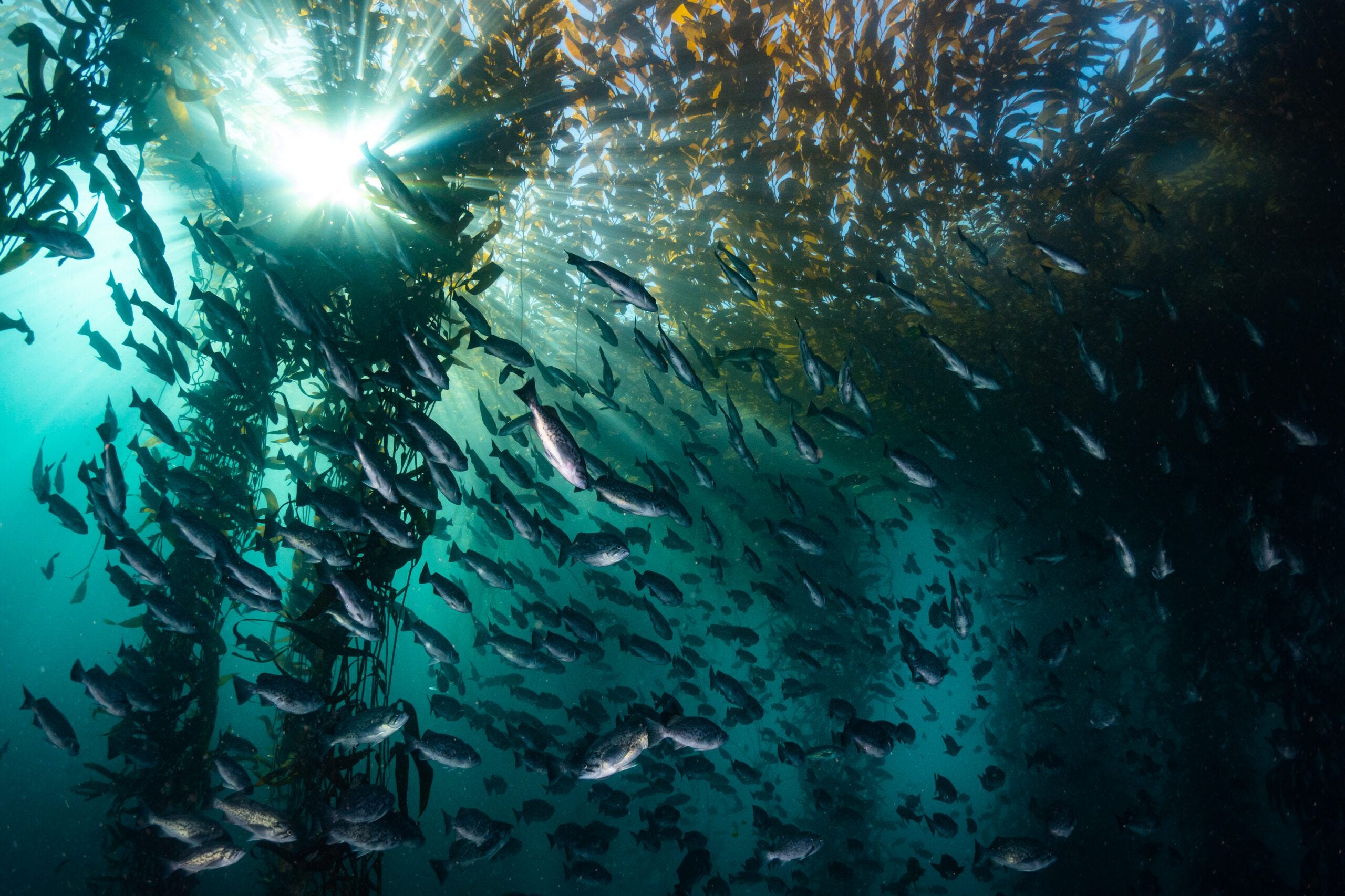 Regenerative Ocean Gardening, Kelp Farming and Marine Permaculture