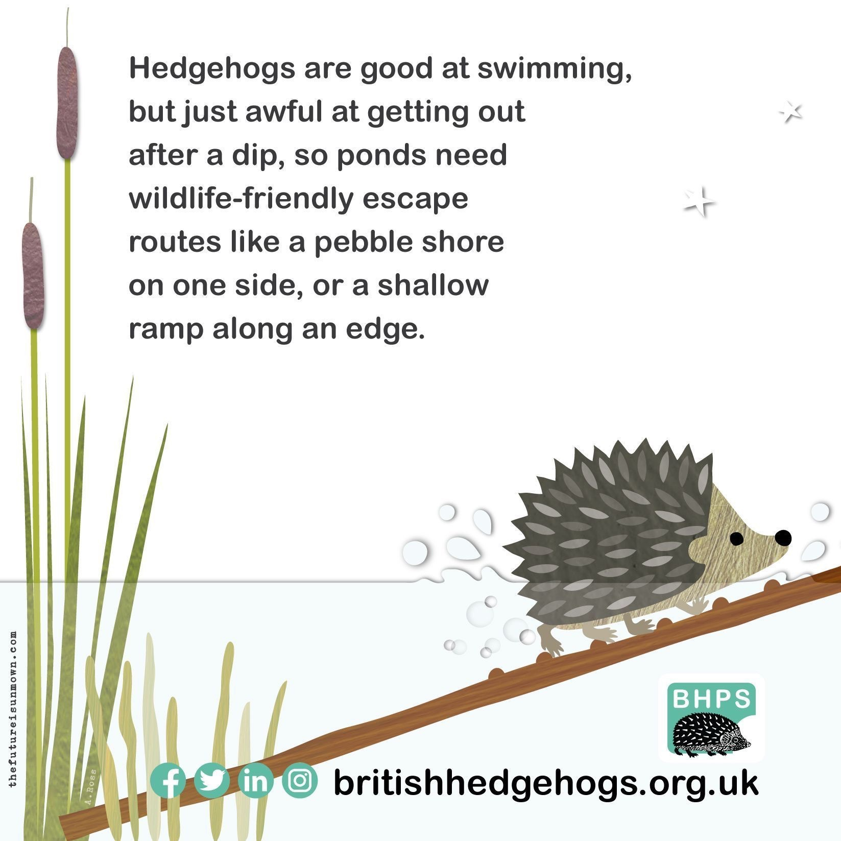 Hedgehog Awareness Week - by Hugh Warwick - Hugh’s Substack