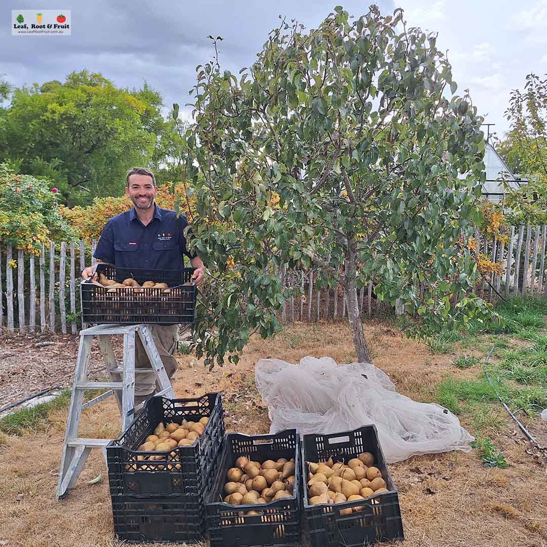 How to Keep Large Fruit Trees Small - by Duncan Cocking