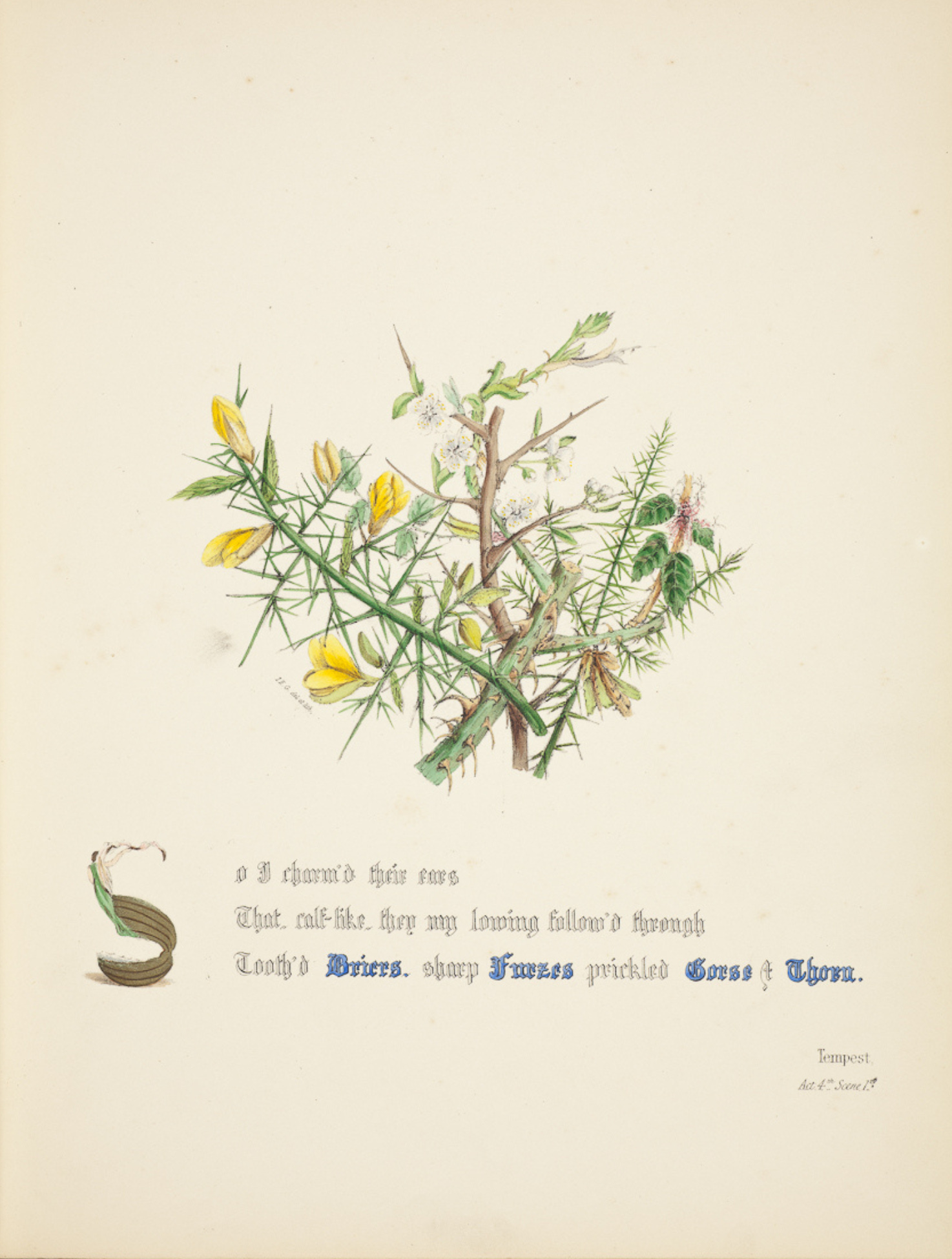 The Shakespeare Garden: Jane Elizabeth Giraud's Posies and Elizabethan ...