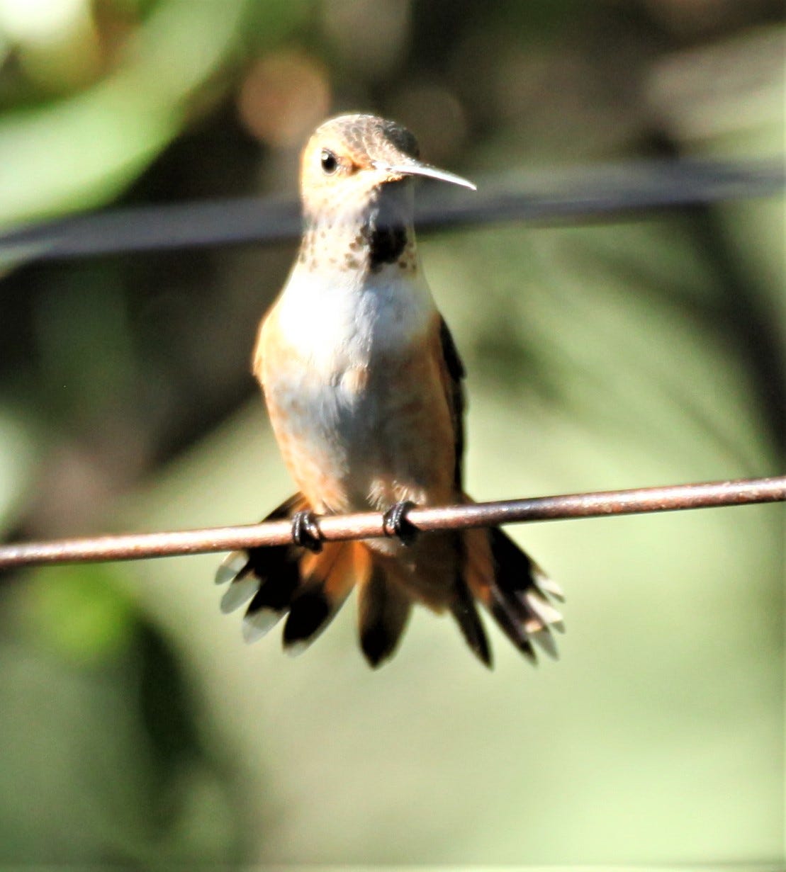 The Big Yard: Notes from a Pajama Birdwatcher